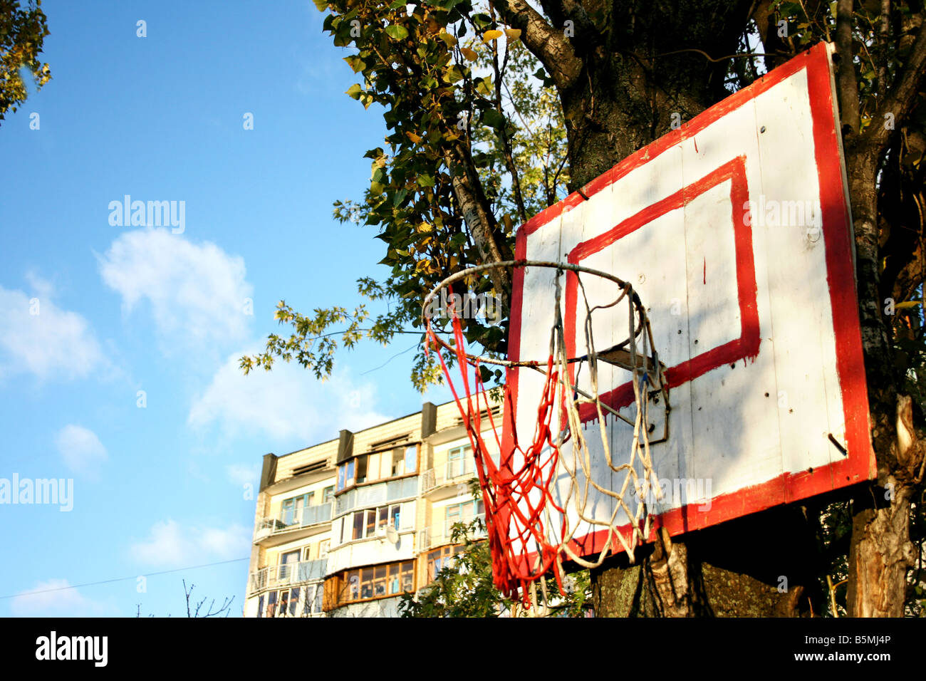 Basketball hoop with broken net is on the tree Stock Photo - Alamy