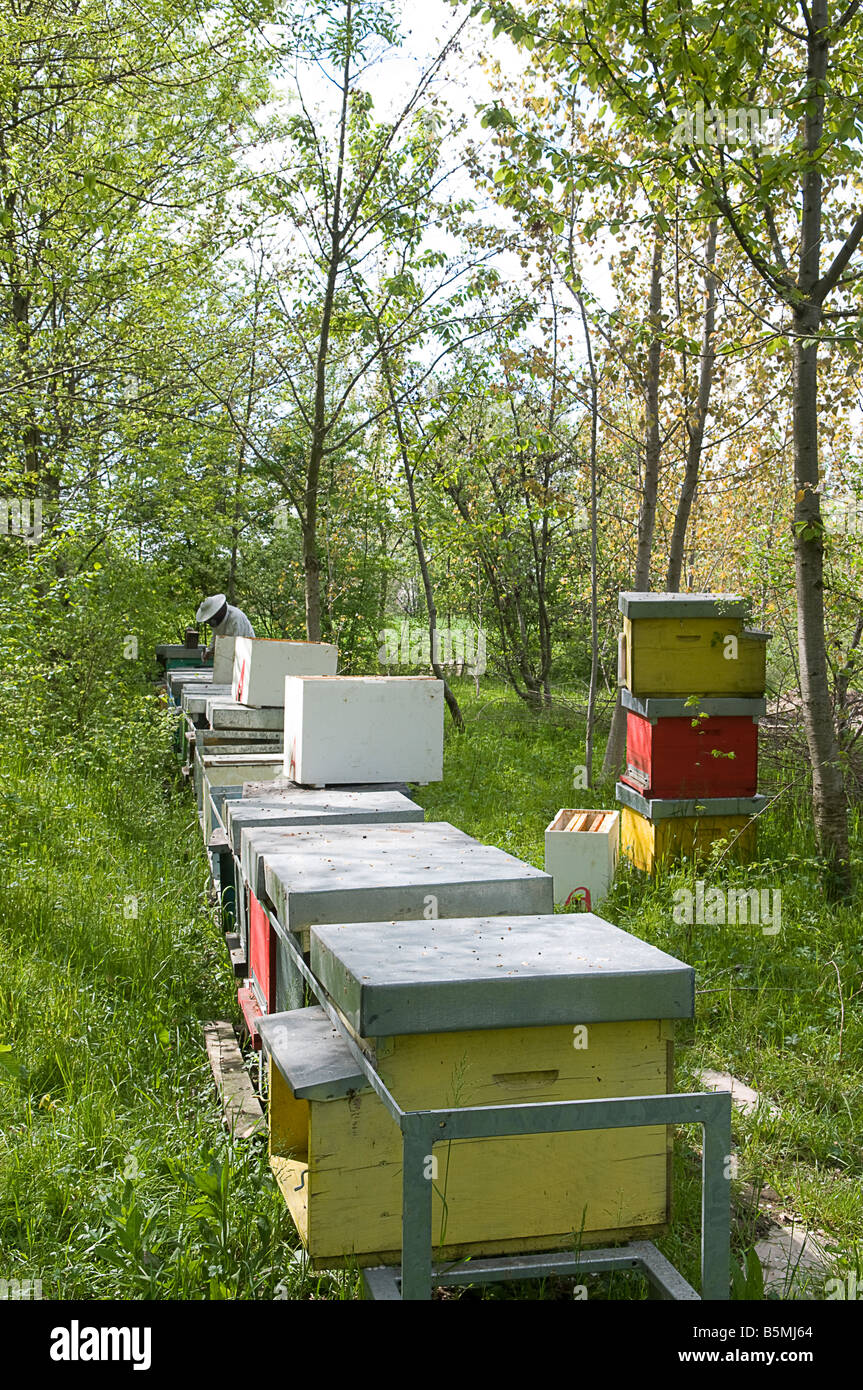 Mating bees hi-res stock photography and images - Alamy