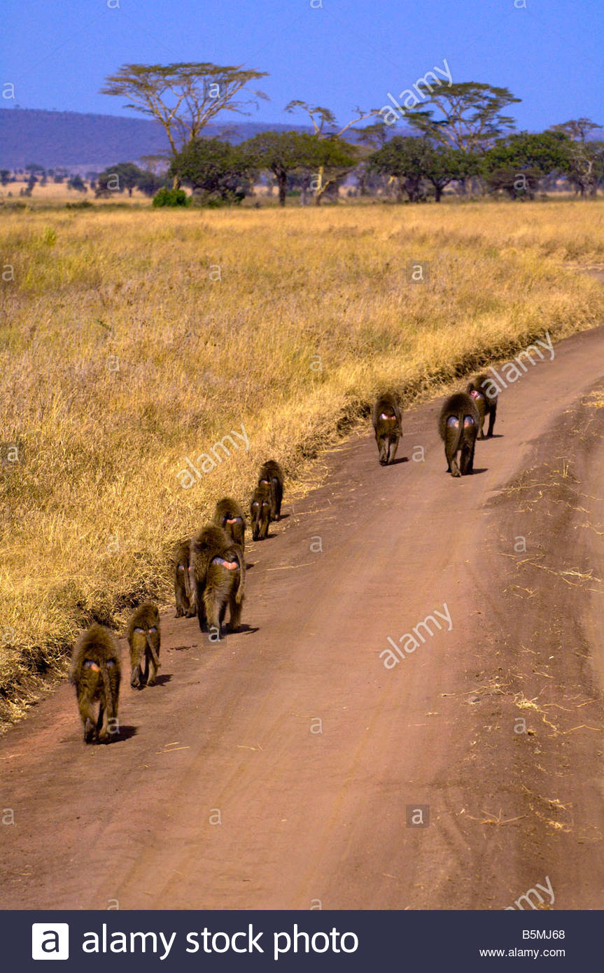 Baboon Mating Stock Photos & Baboon Mating Stock Images - Alamy