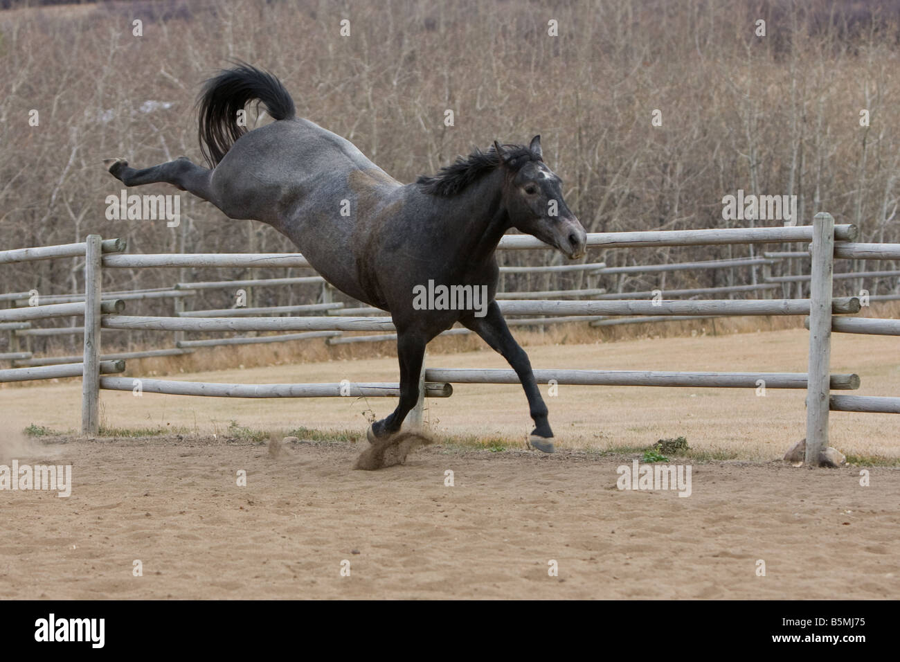 Blue Roan Quarter Horse Jumping