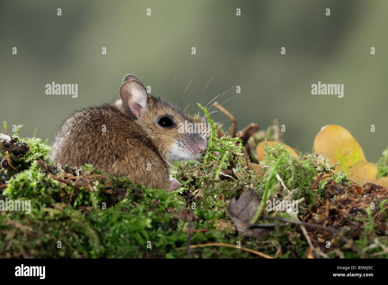 Apodemus hi-res stock photography and images - Alamy