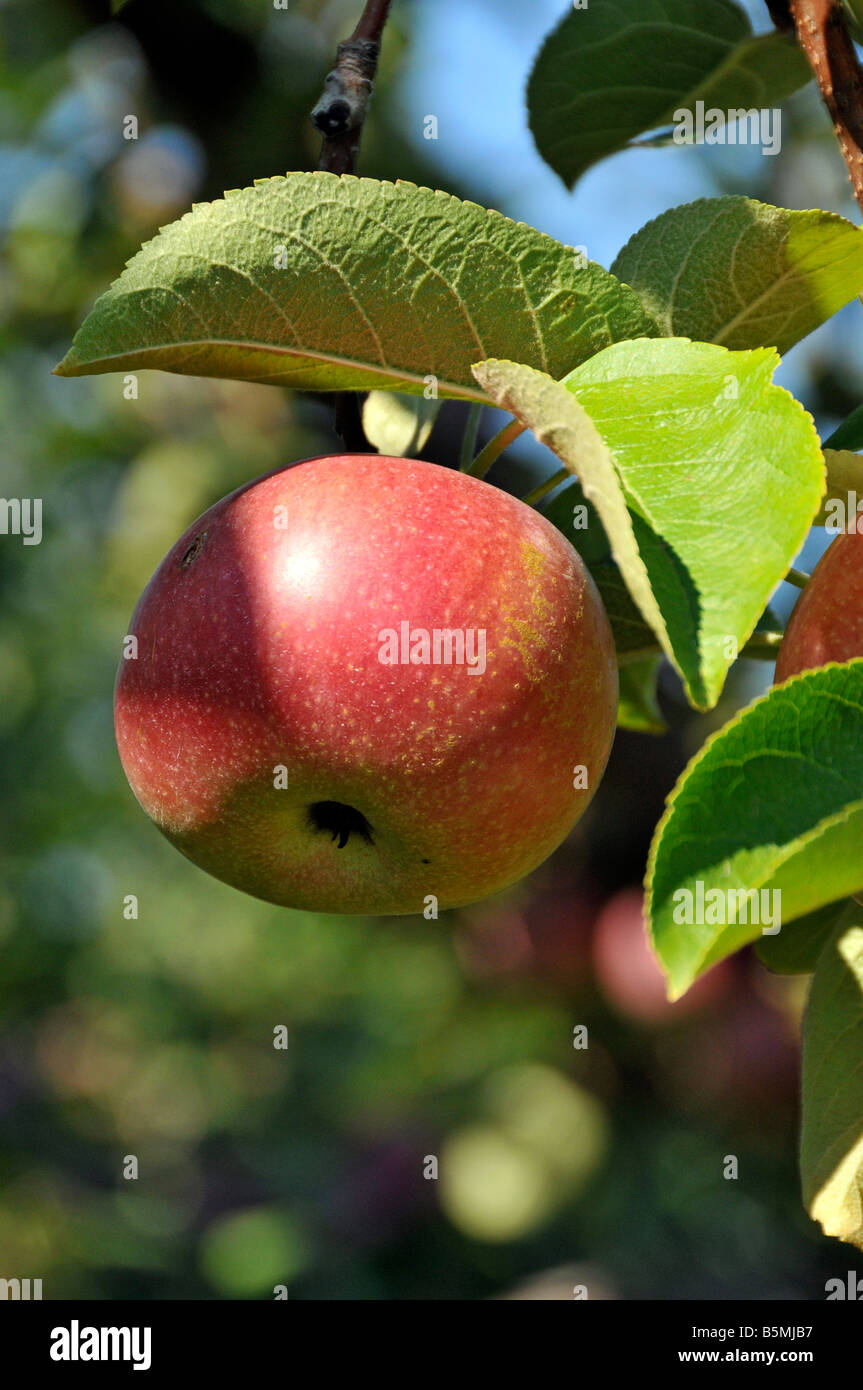 Ripe red apple on a tree Stock Photo - Alamy