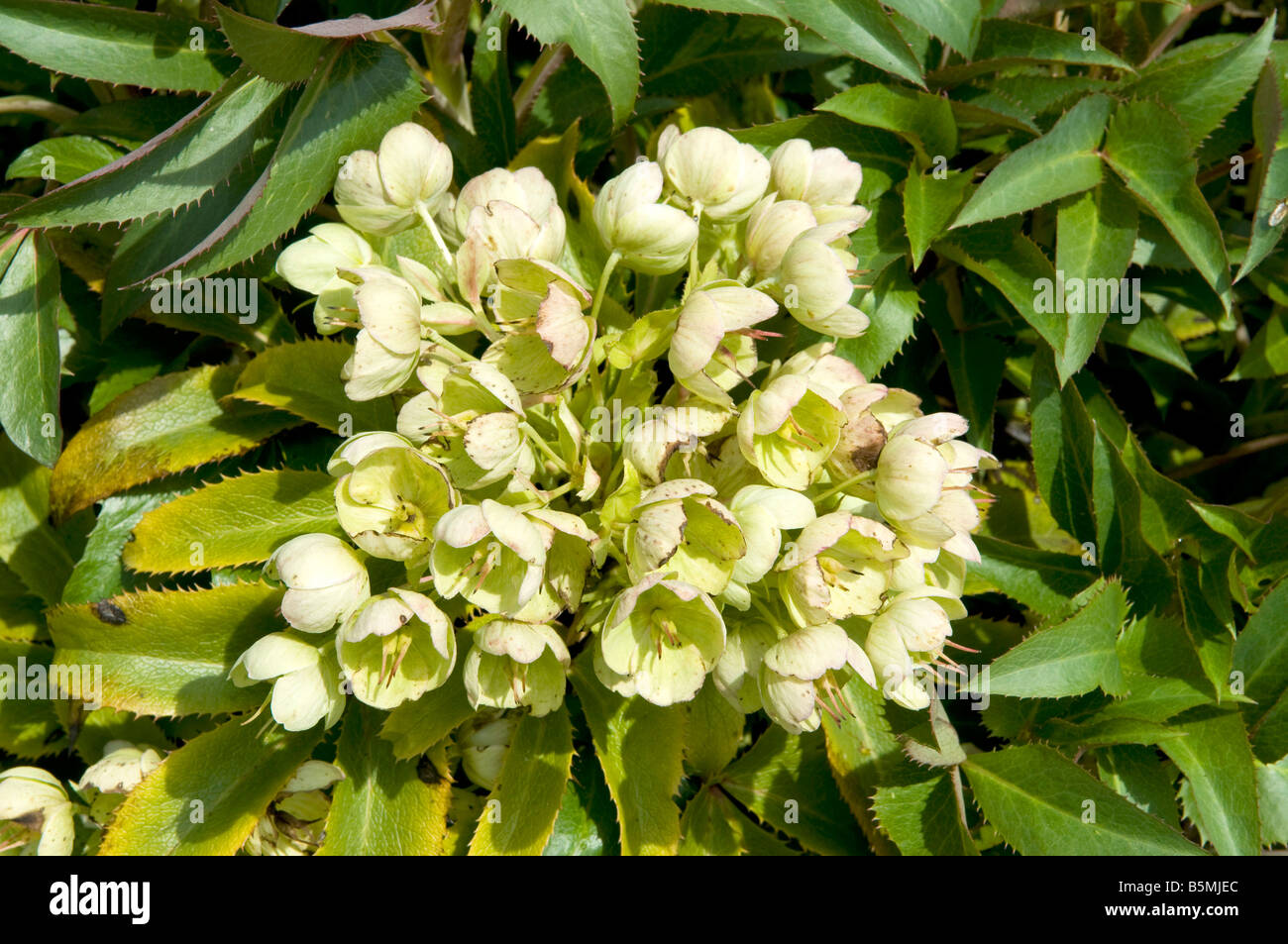 Lividus hi-res stock photography and images - Alamy