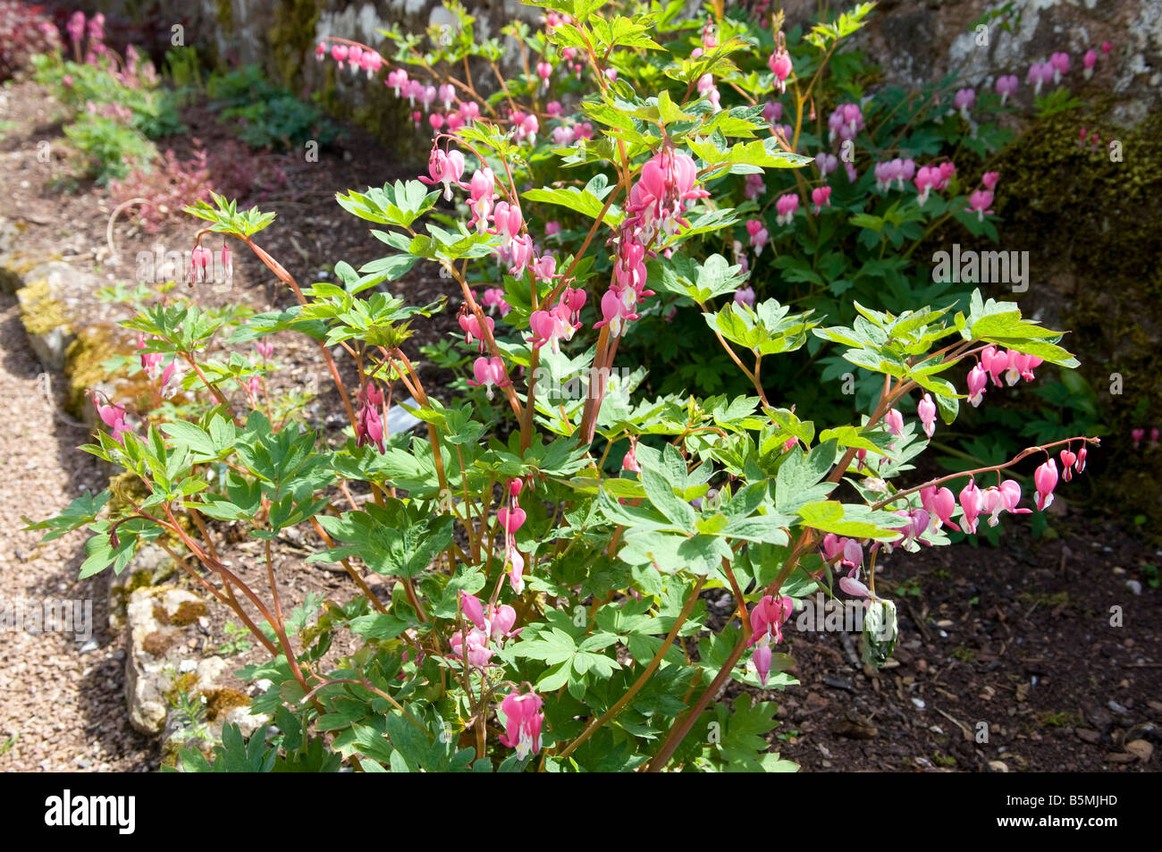 Dicentra spectabilis `Bleeding Heart` Stock Photo - Alamy