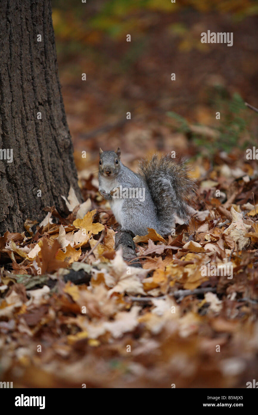 Profile of grey squirrel hi-res stock photography and images - Alamy