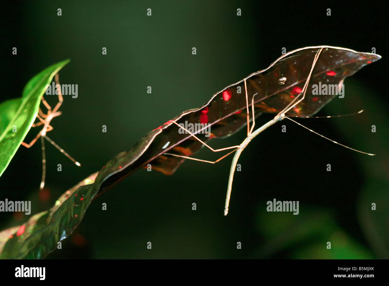 Insects taman negara hi-res stock photography and images - Alamy