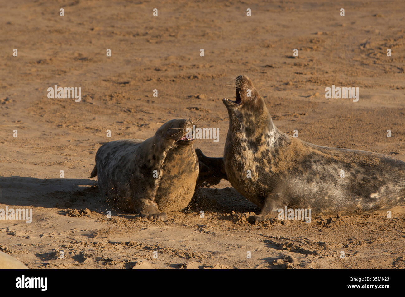 Grey Seals fighting Stock Photo - Alamy