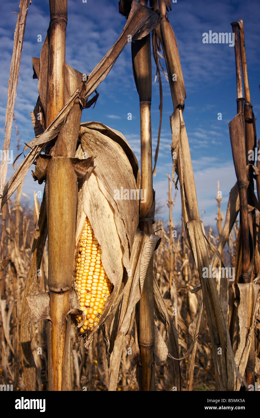 Spent plants hi-res stock photography and images - Alamy