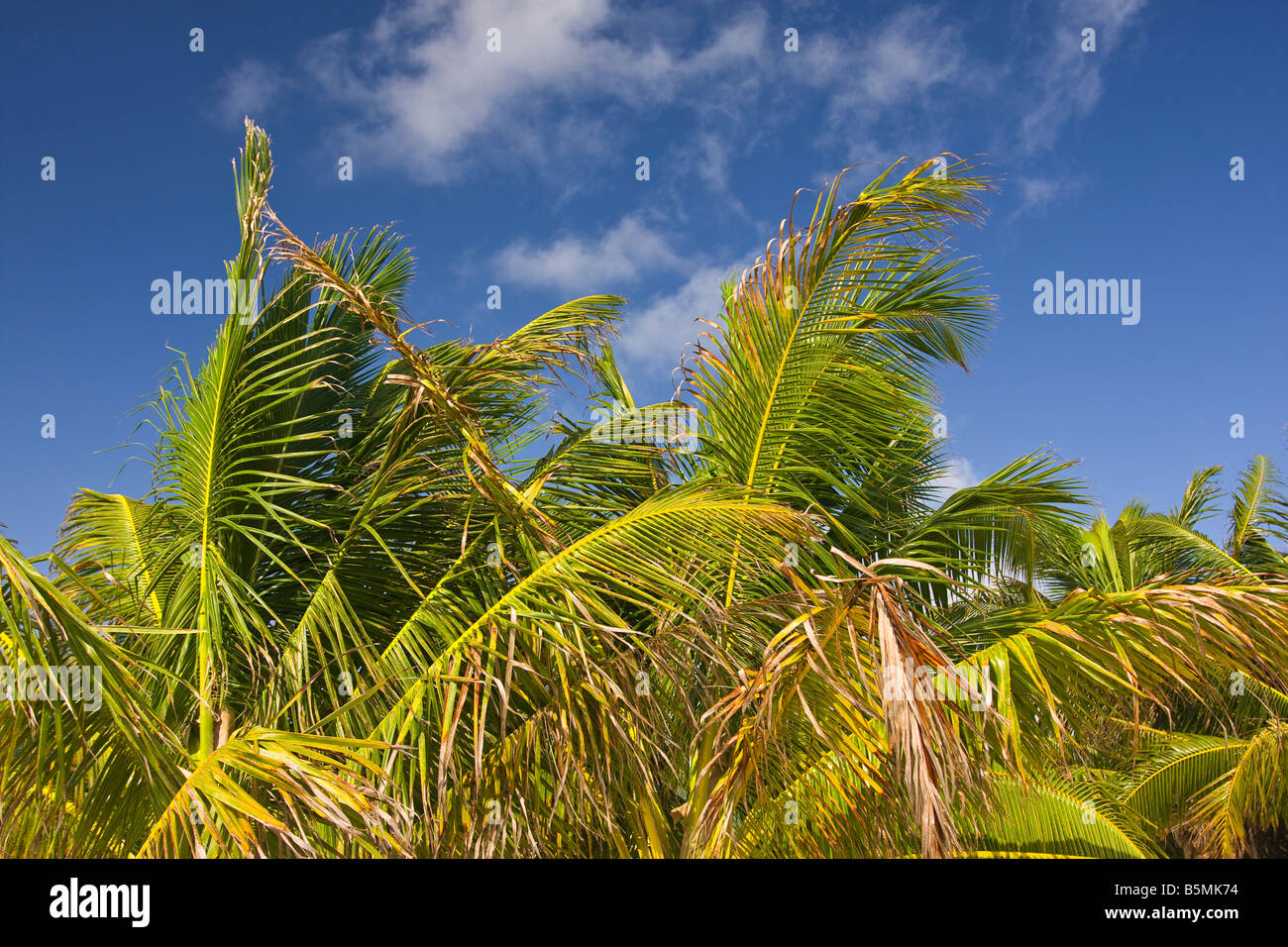 CAYE CAULKER BELIZE Palm tree fronds and bley sky Stock Photo - Alamy