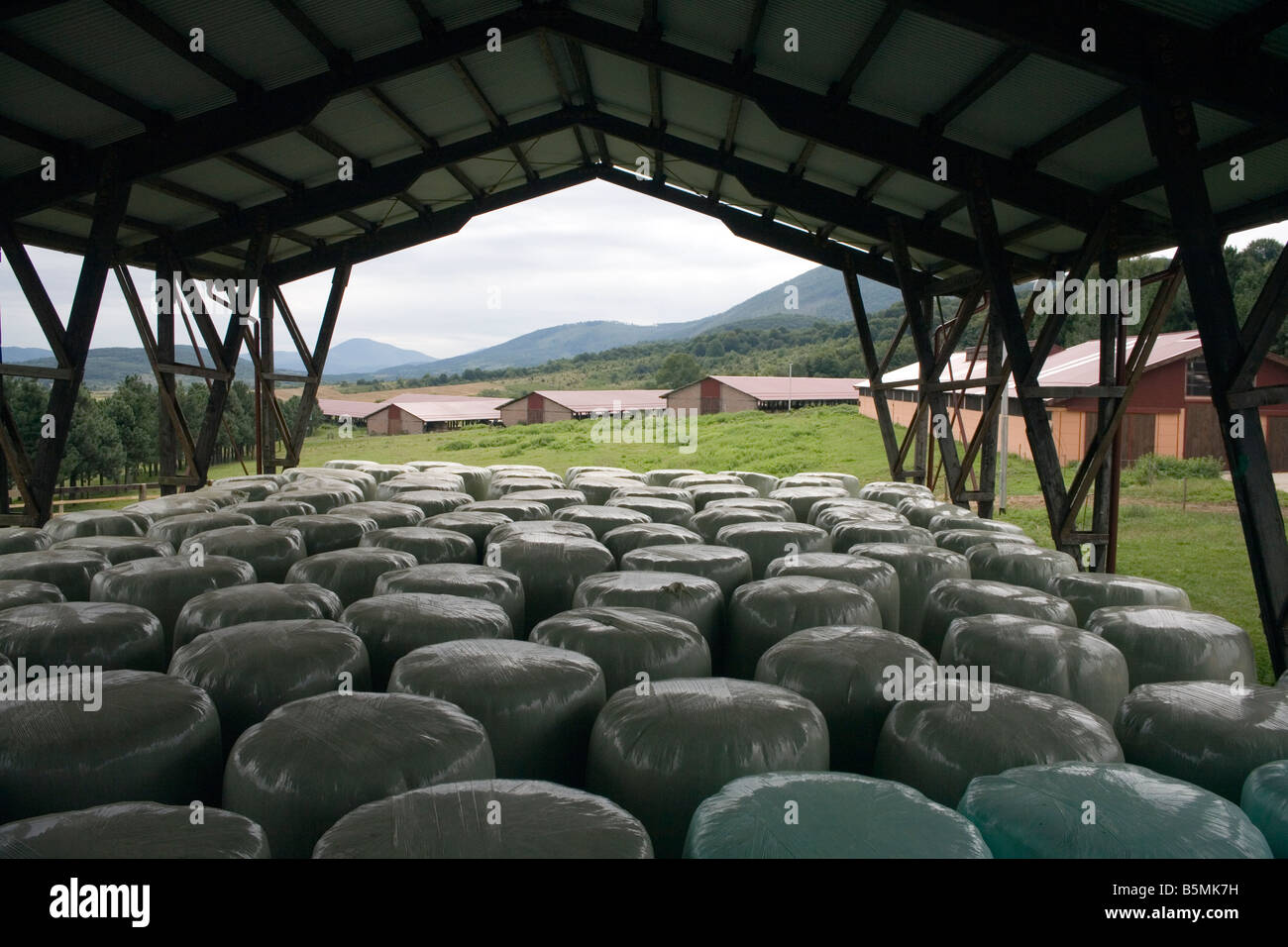Plastic wrapped hay bales stored and fermenting Stock Photo - Alamy