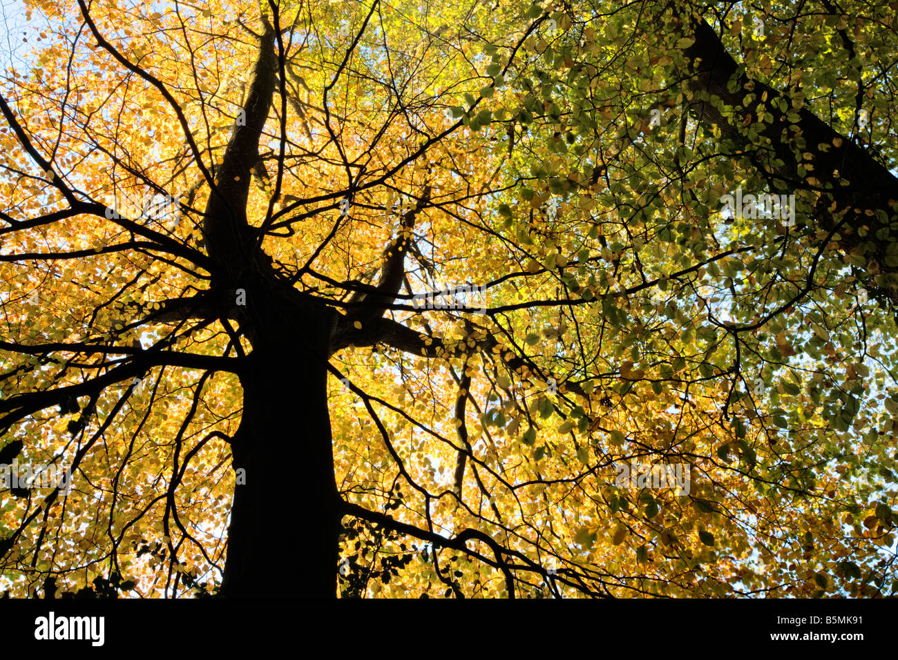 A magnificent backlit tree in autumn colours with strong structure of ...