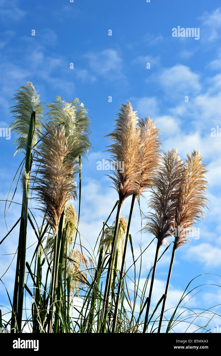 Fluffy plume hi-res stock photography and images - Alamy
