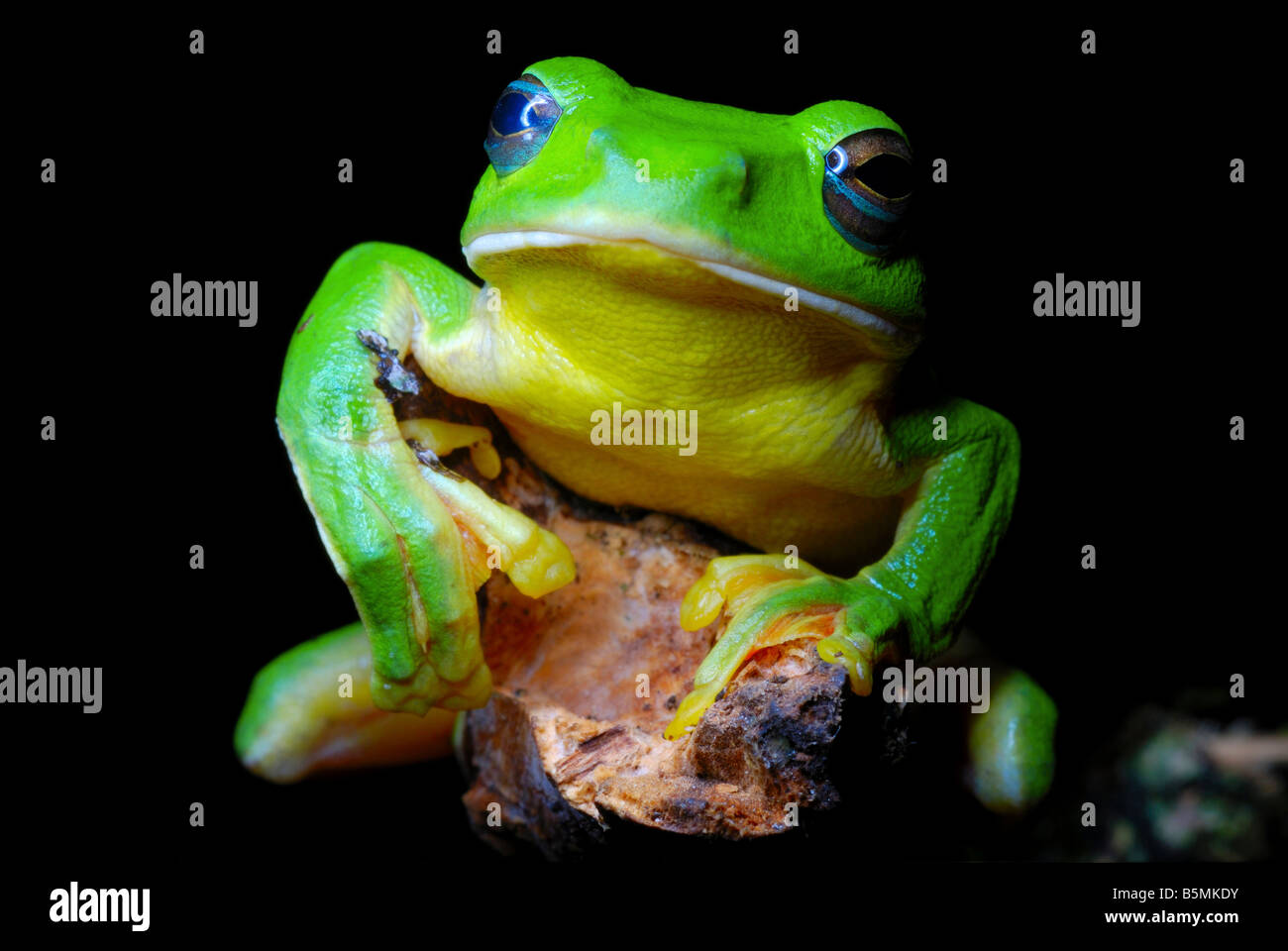 Giant Tree Frog, Rhacophorus maximus, Arunachal Pradesh, India Stock ...
