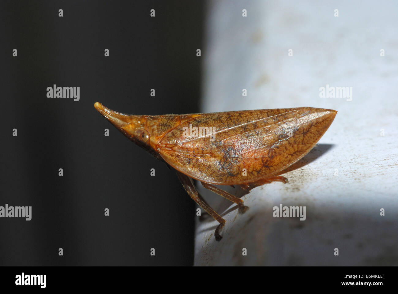 Insect of india hi-res stock photography and images - Alamy