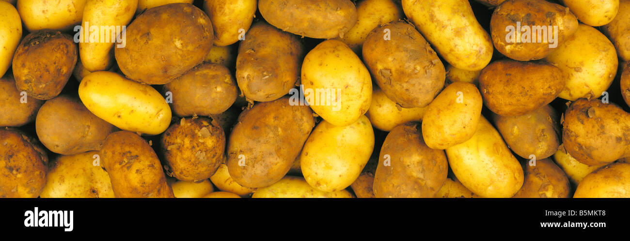 Potato tubers tuberous garden plot food maincrop group hi-res stock ...