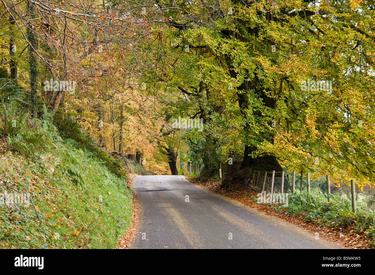 Narrow country road in autumn, lined with trees Stock Photo - Alamy