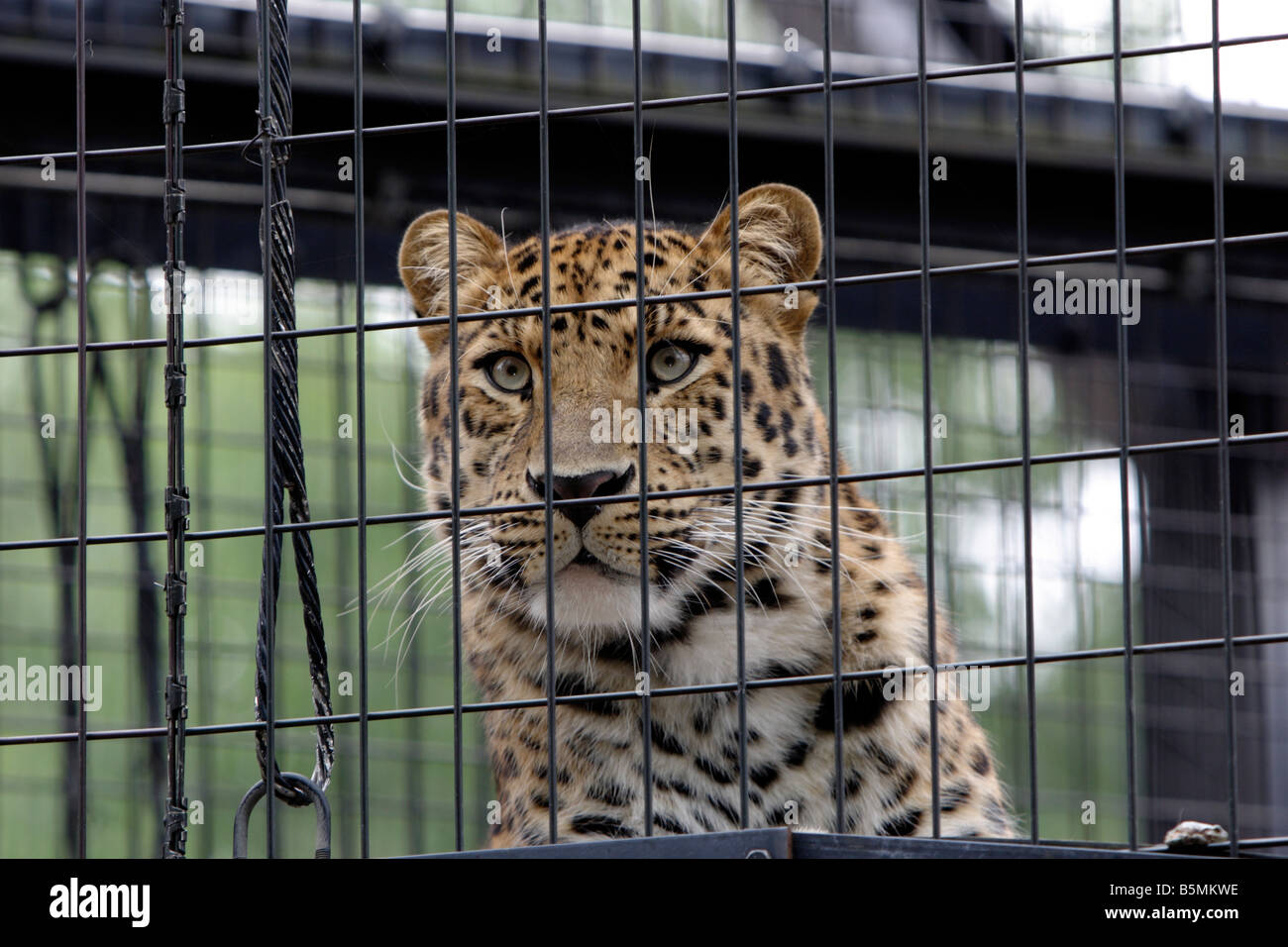 Japanese leopard hi-res stock photography and images - Alamy