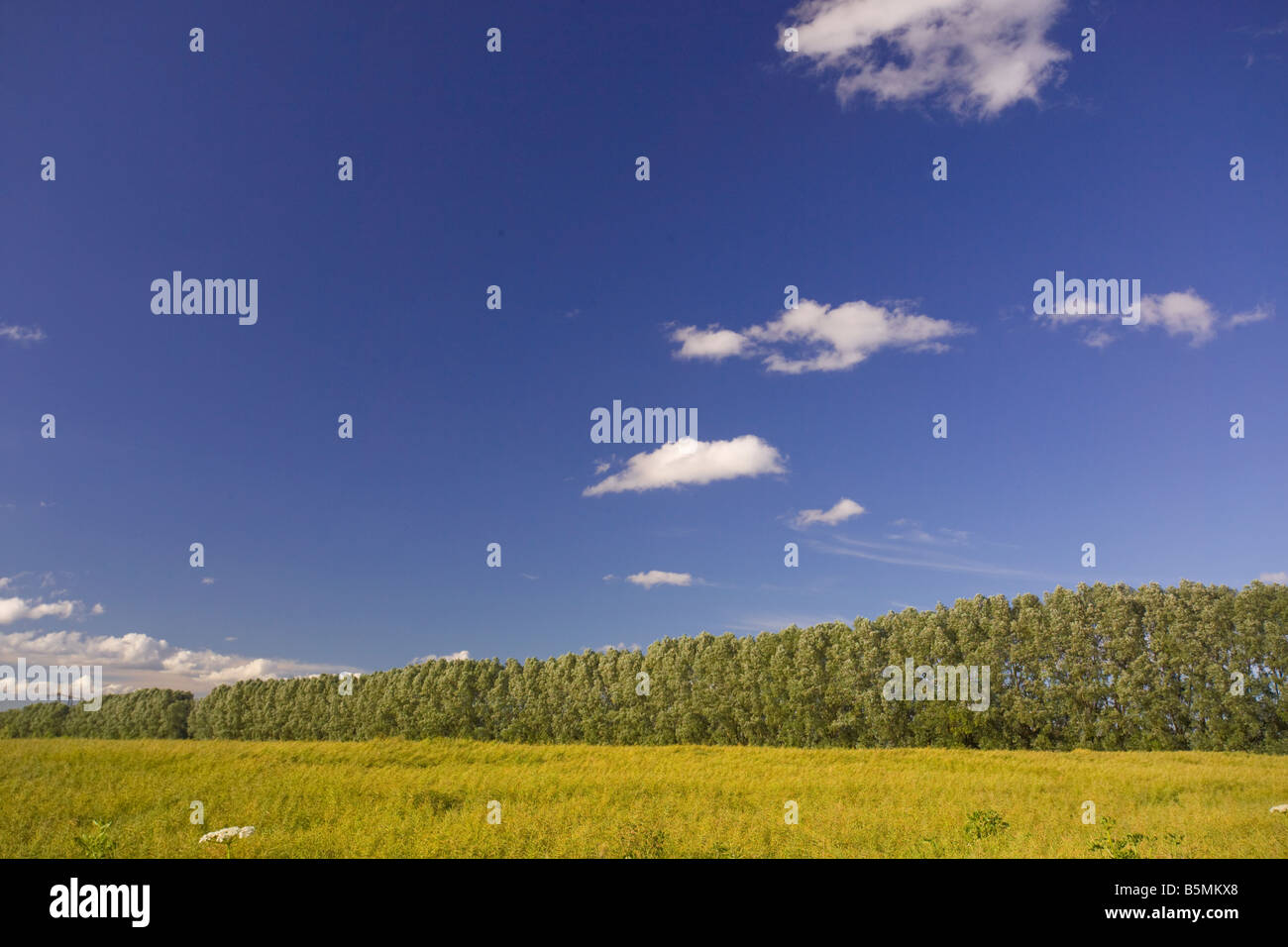 Kentish forest hi-res stock photography and images - Alamy