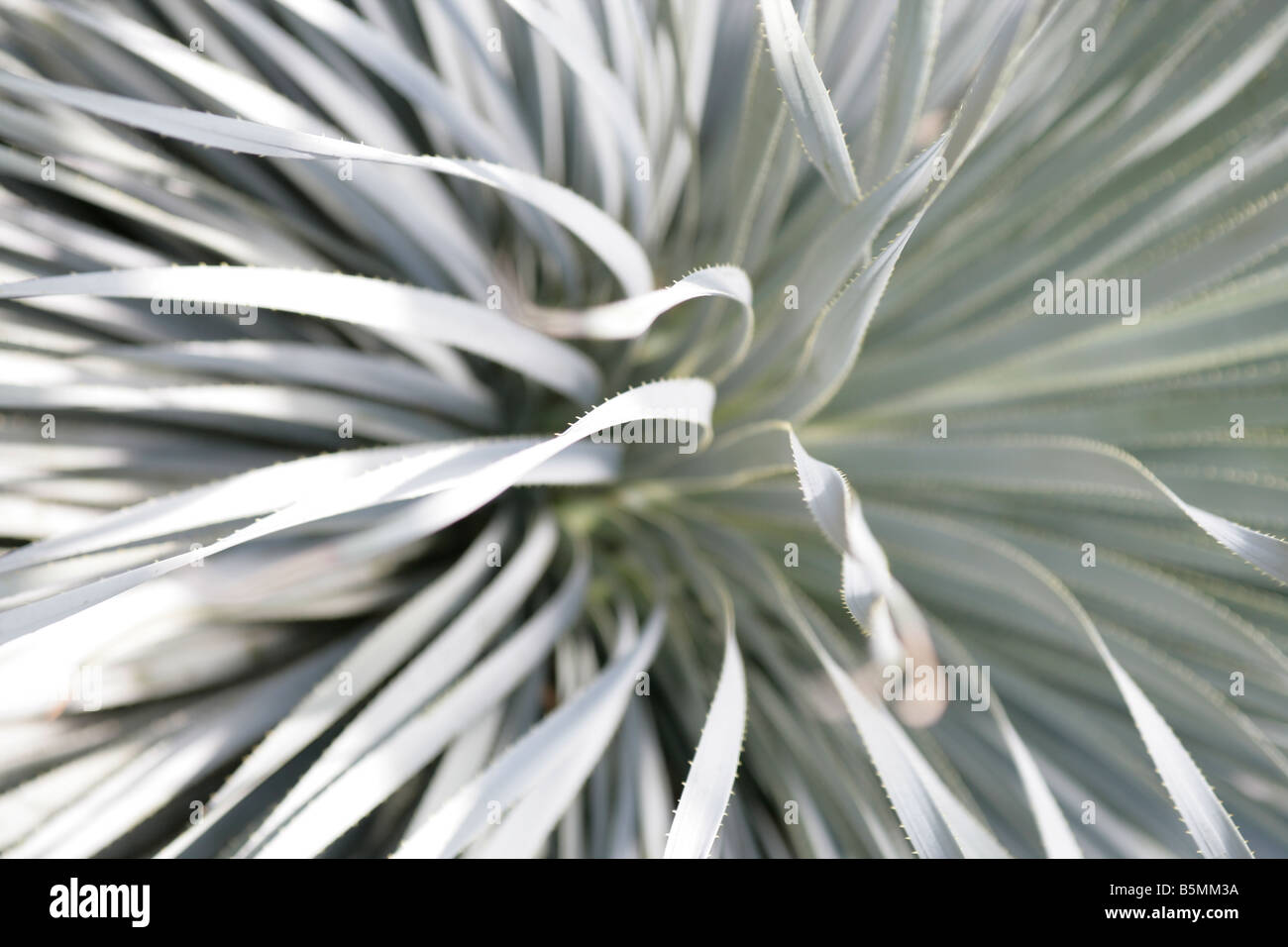 Grey, Blue, white cacti grass cactus Stock Photo - Alamy