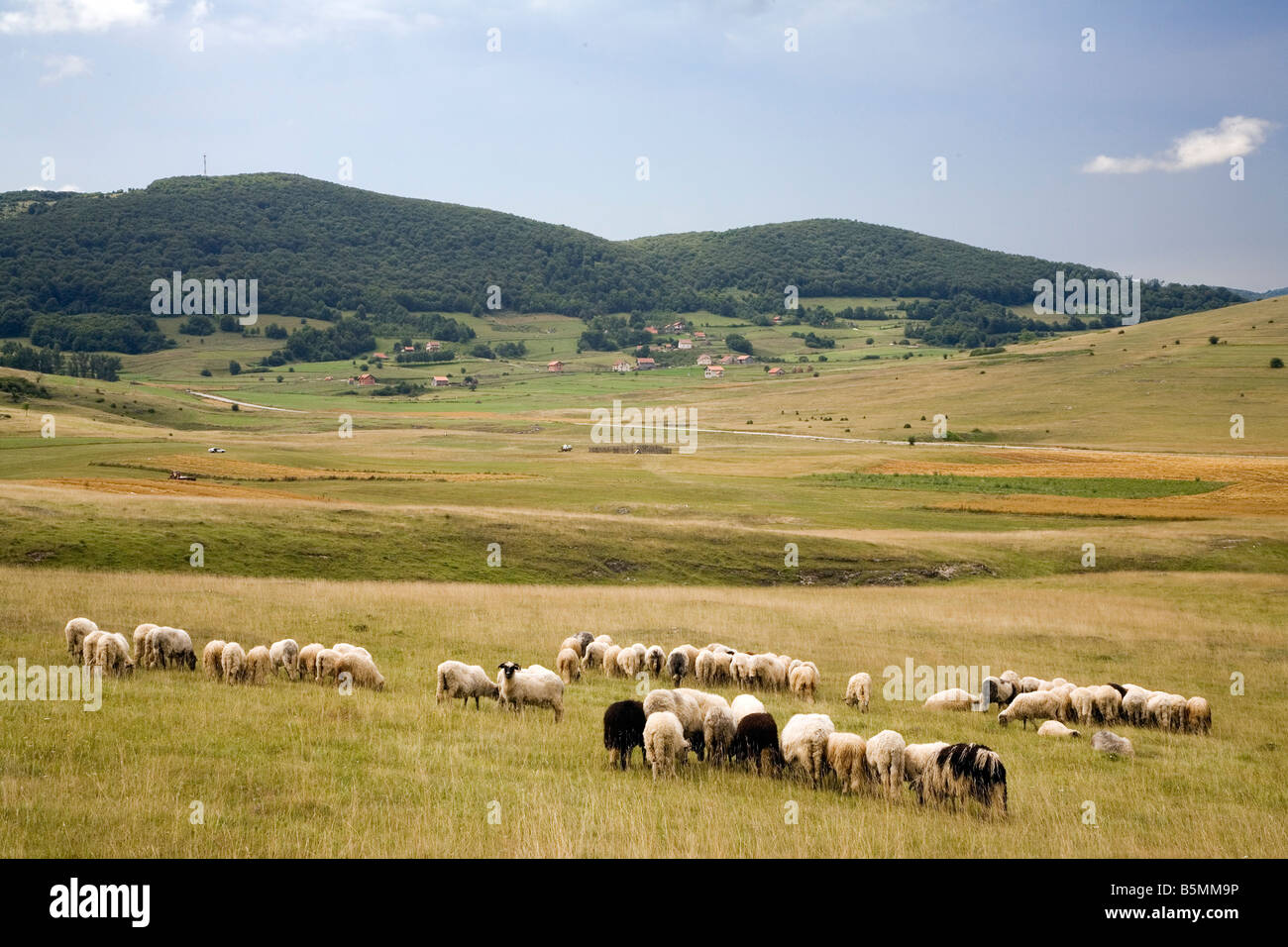 Herd of sheep graze in Zmijanje valley at Mt Manjaca Republic of Srpska ...