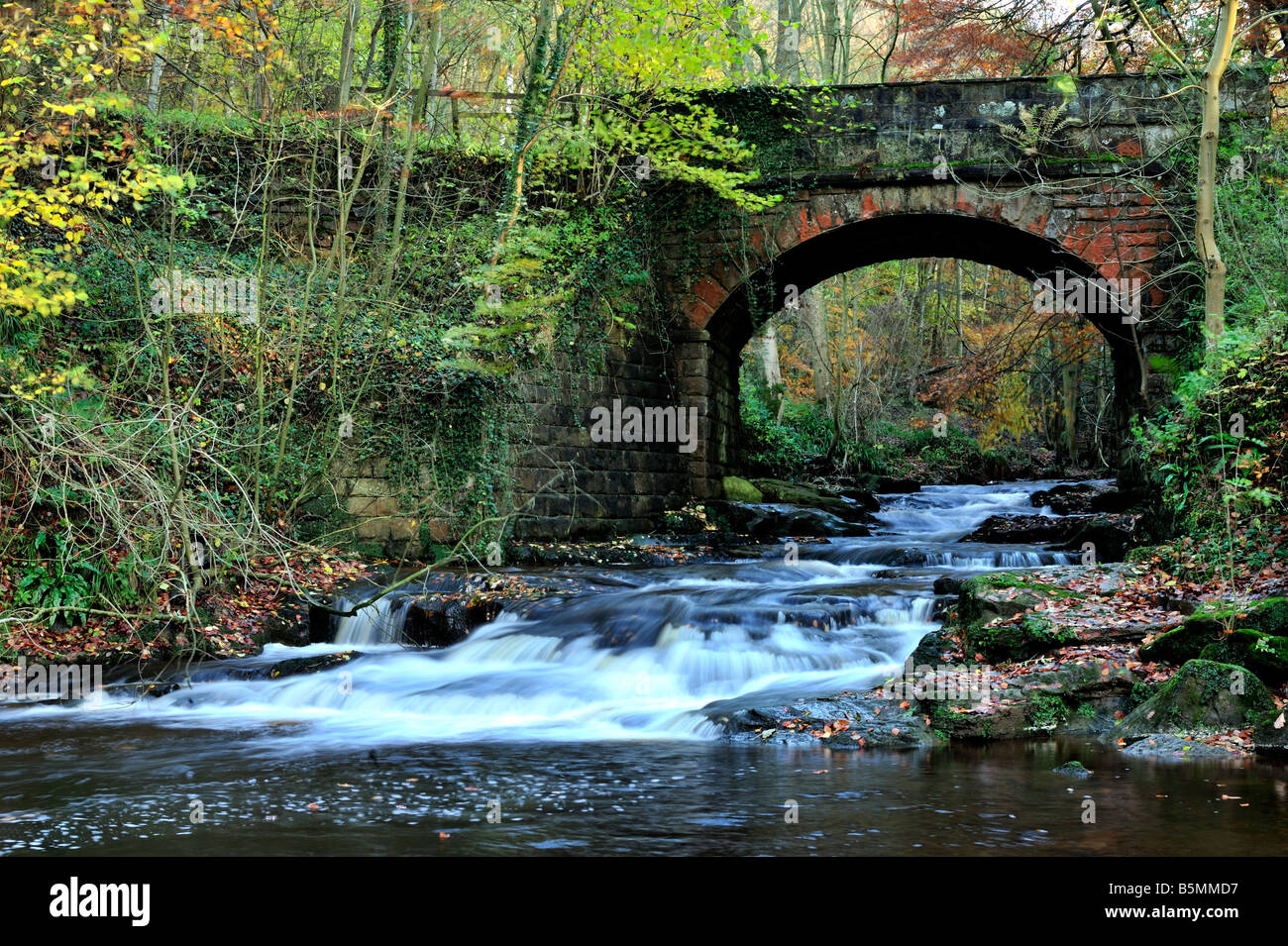 Sneaton Forest High Resolution Stock Photography and Images - Alamy