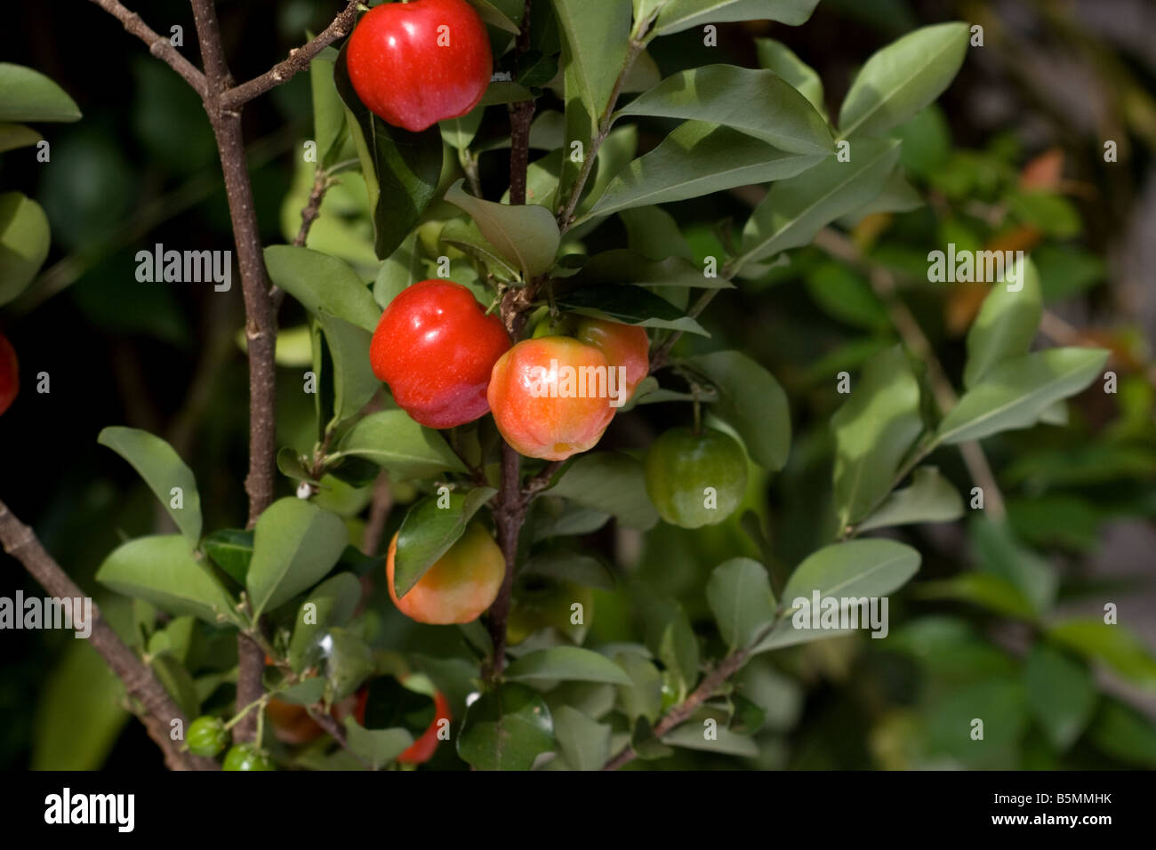 Acerola tree bearing fruit Stock Photo - Alamy