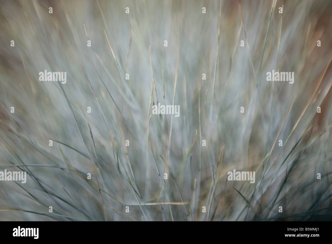 Blue grey cactus hi-res stock photography and images - Alamy