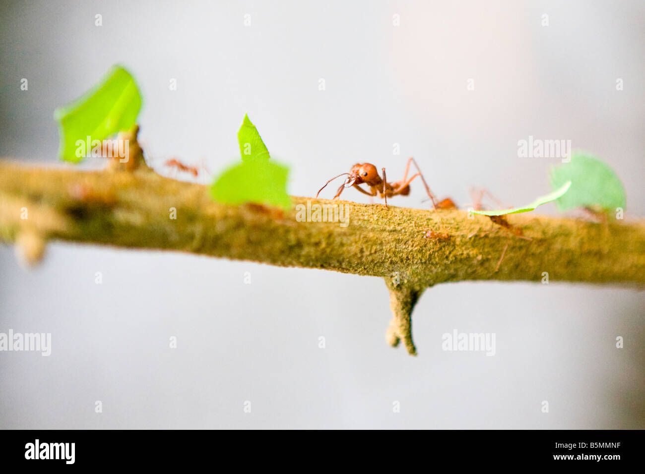 Leaf cutter ants carrying pieces of leaves along a thin tree branch ...