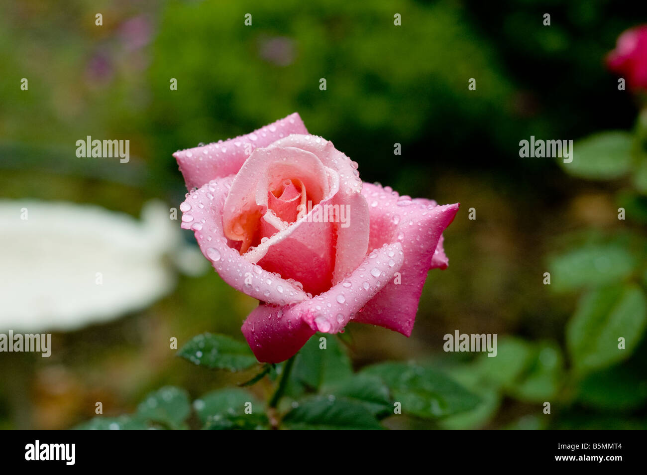 Texas roses hi-res stock photography and images - Alamy