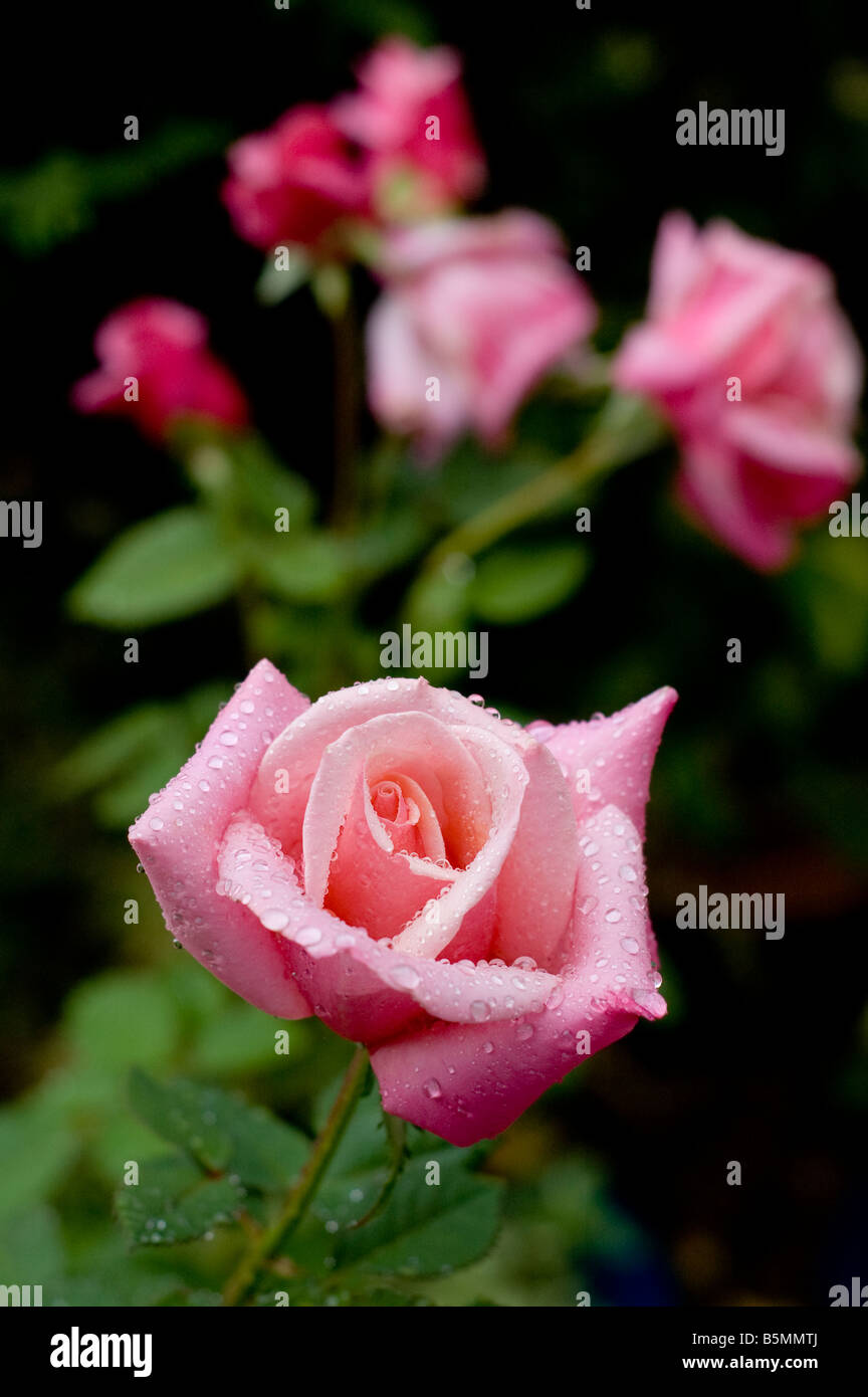 Rose of texas hi-res stock photography and images - Alamy