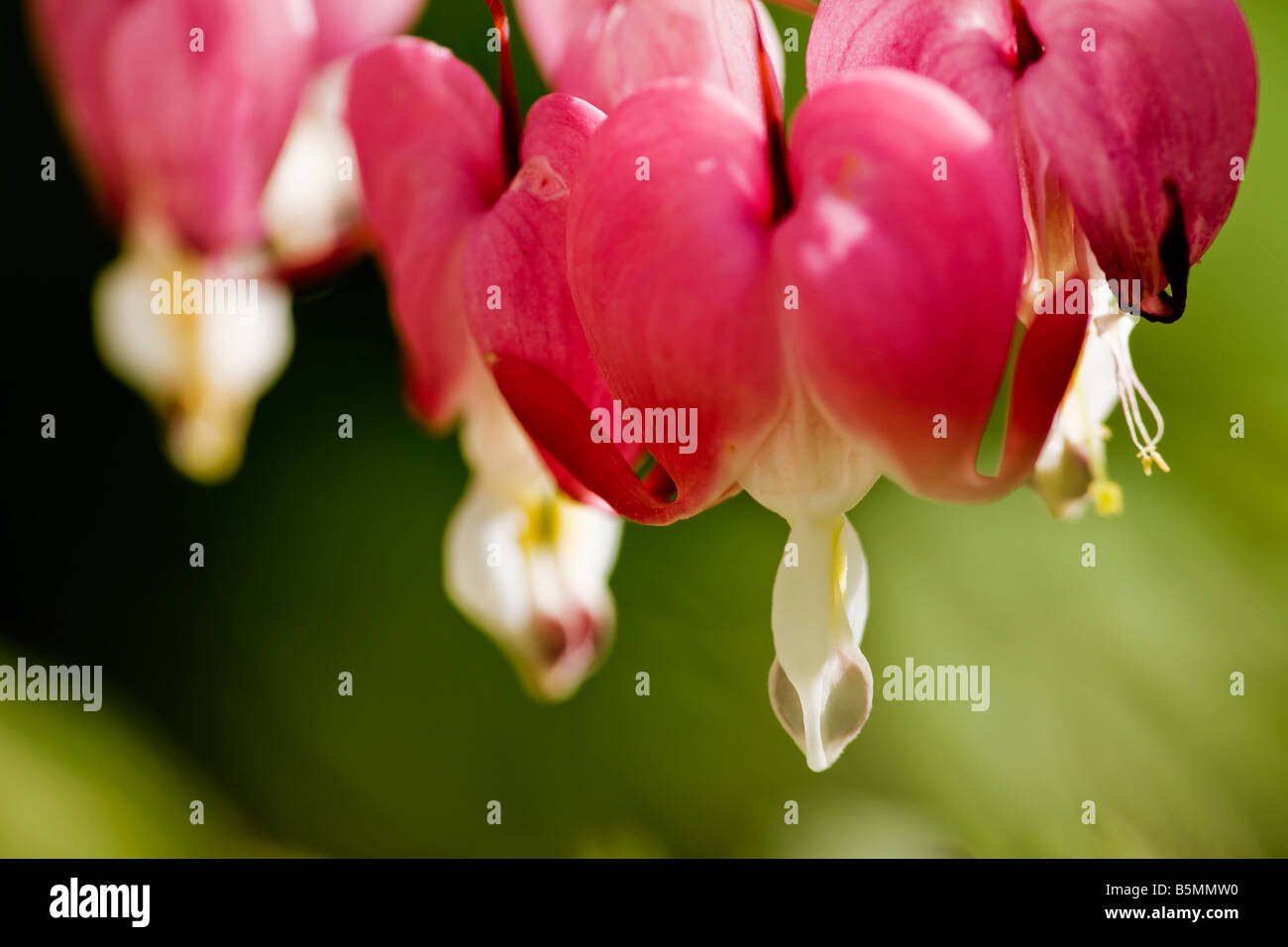Bleeding Heart Macro latin dicentra formosa Stock Photo - Alamy
