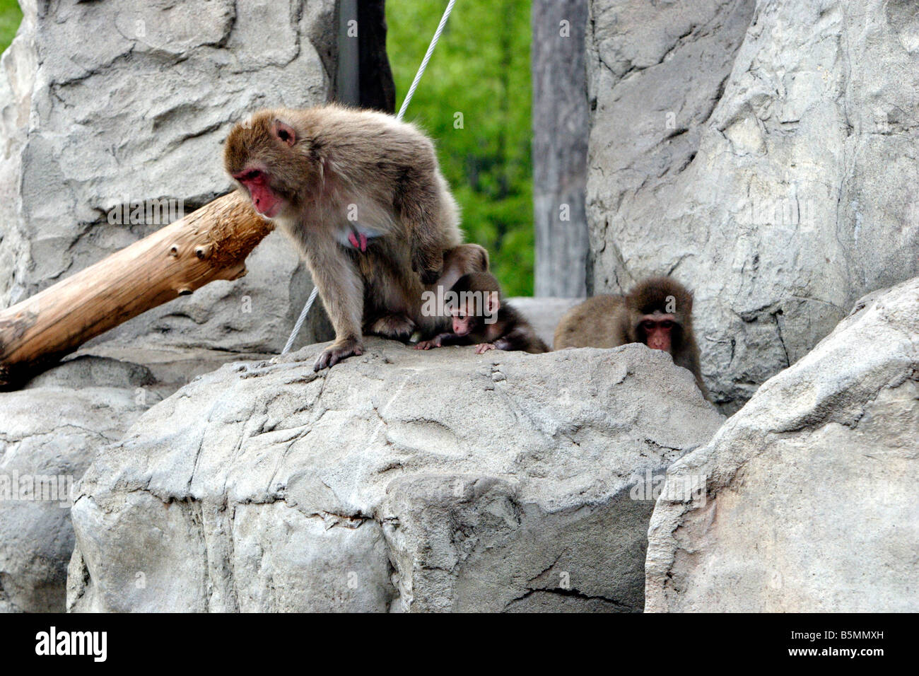 Japanese monkey asahiyama zoo asahikawa hi-res stock photography and ...