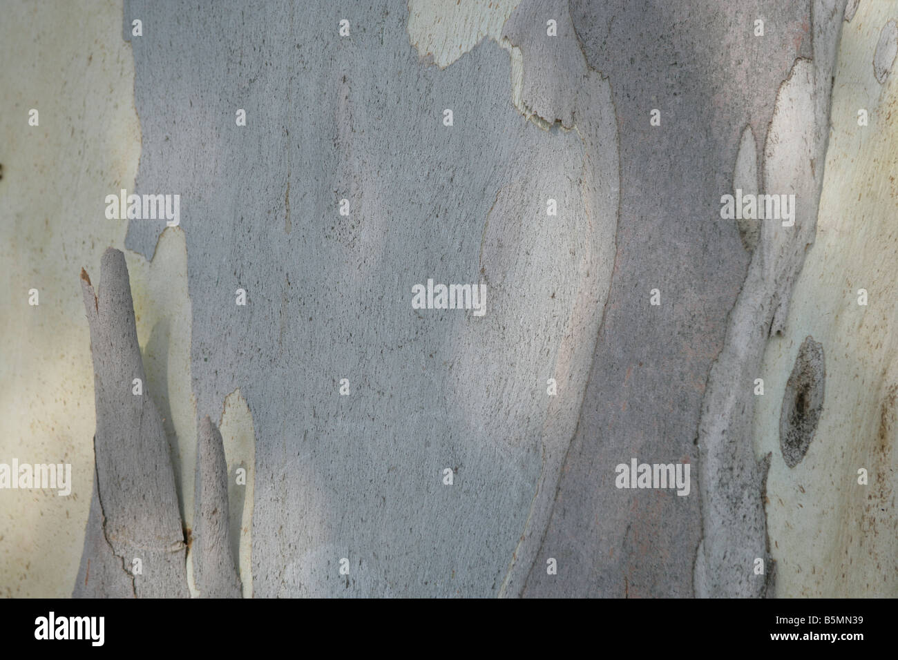 Smooth grey, white and blue bark of a eucalyptus tree Stock Photo - Alamy