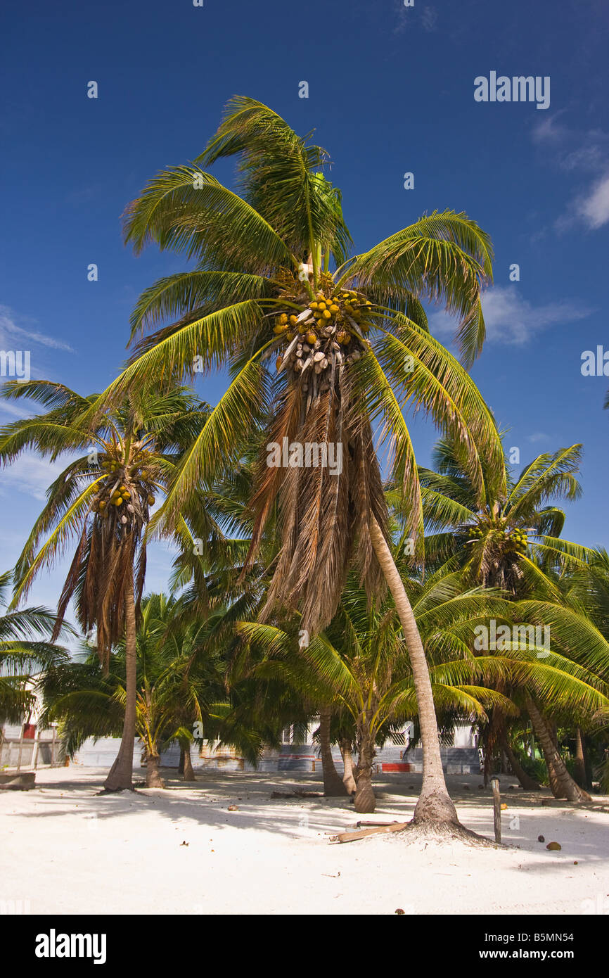 CAYE CAULKER BELIZE Coconut palm tree on the beach Stock Photo - Alamy