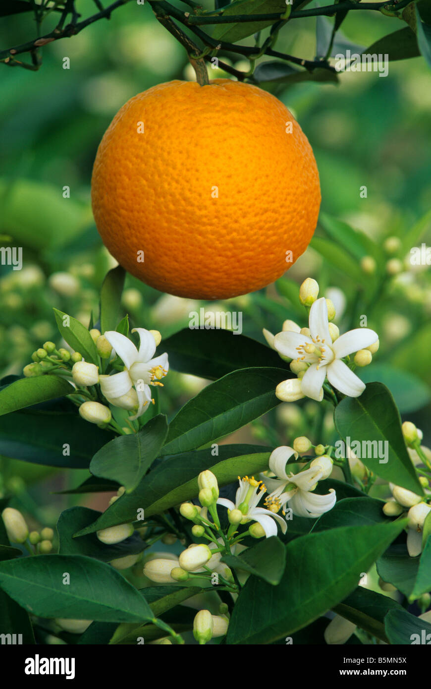 Citrus sinensis hi-res stock photography and images - Alamy