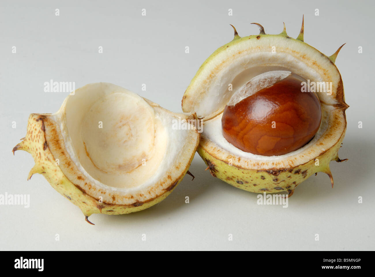 A horse chestnut in its shell Stock Photo - Alamy