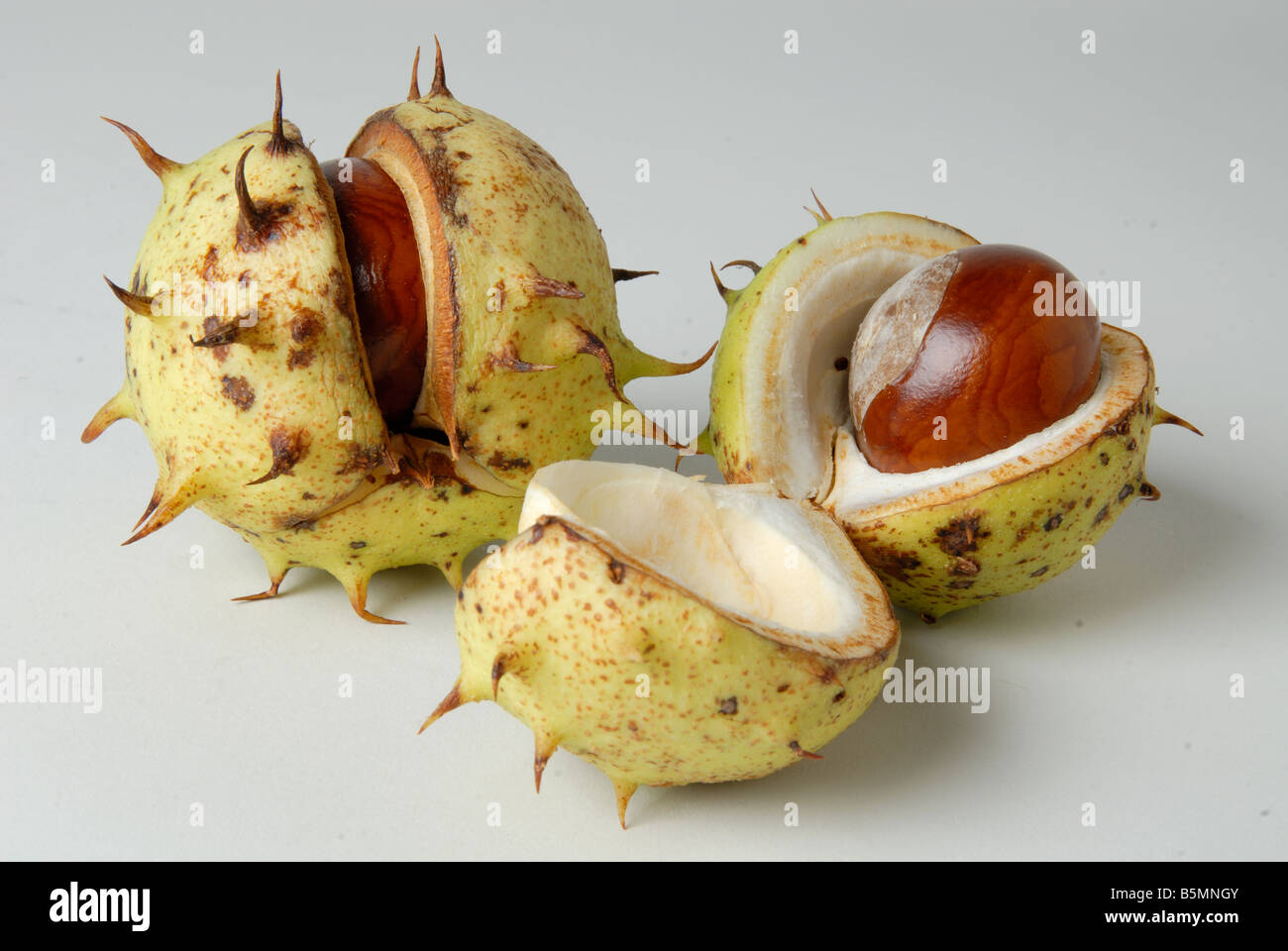 Conkers in shells hi-res stock photography and images - Alamy