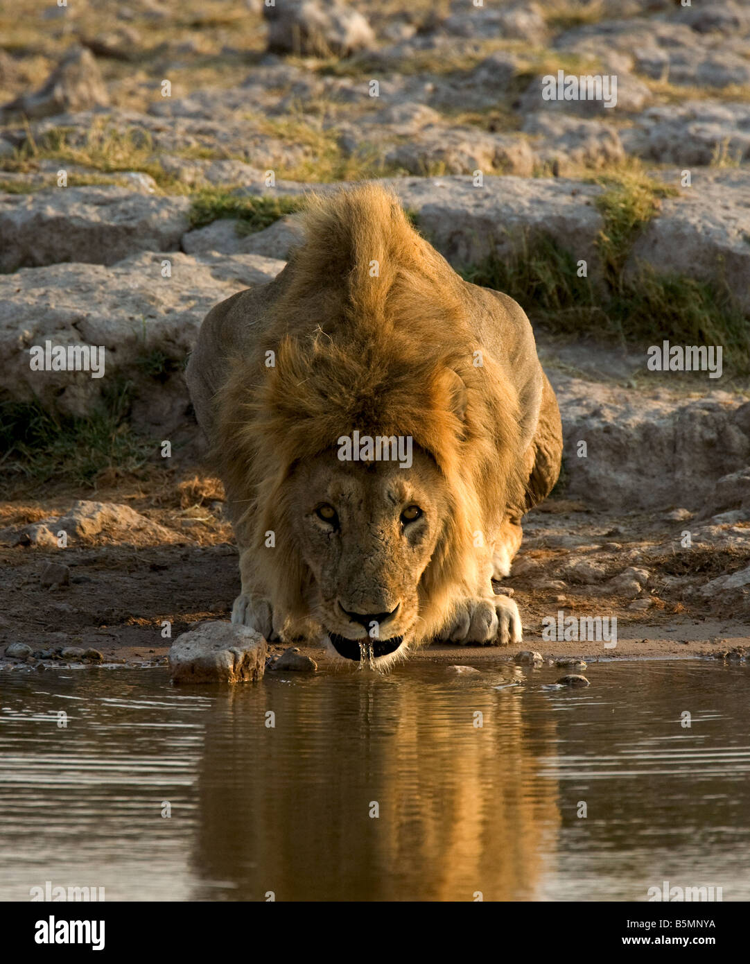 Lion at waterhole hi-res stock photography and images - Alamy