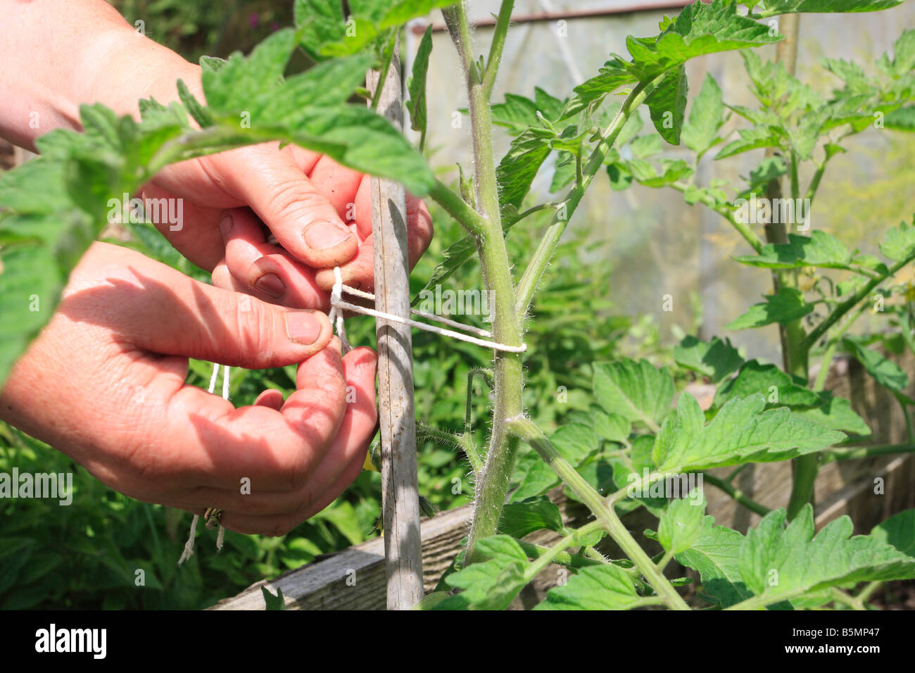 TYING OUT DOOR TOMATOES TO CANES Stock Photo - Alamy
