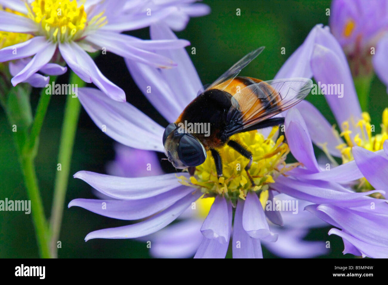 Bee japan hi-res stock photography and images - Alamy