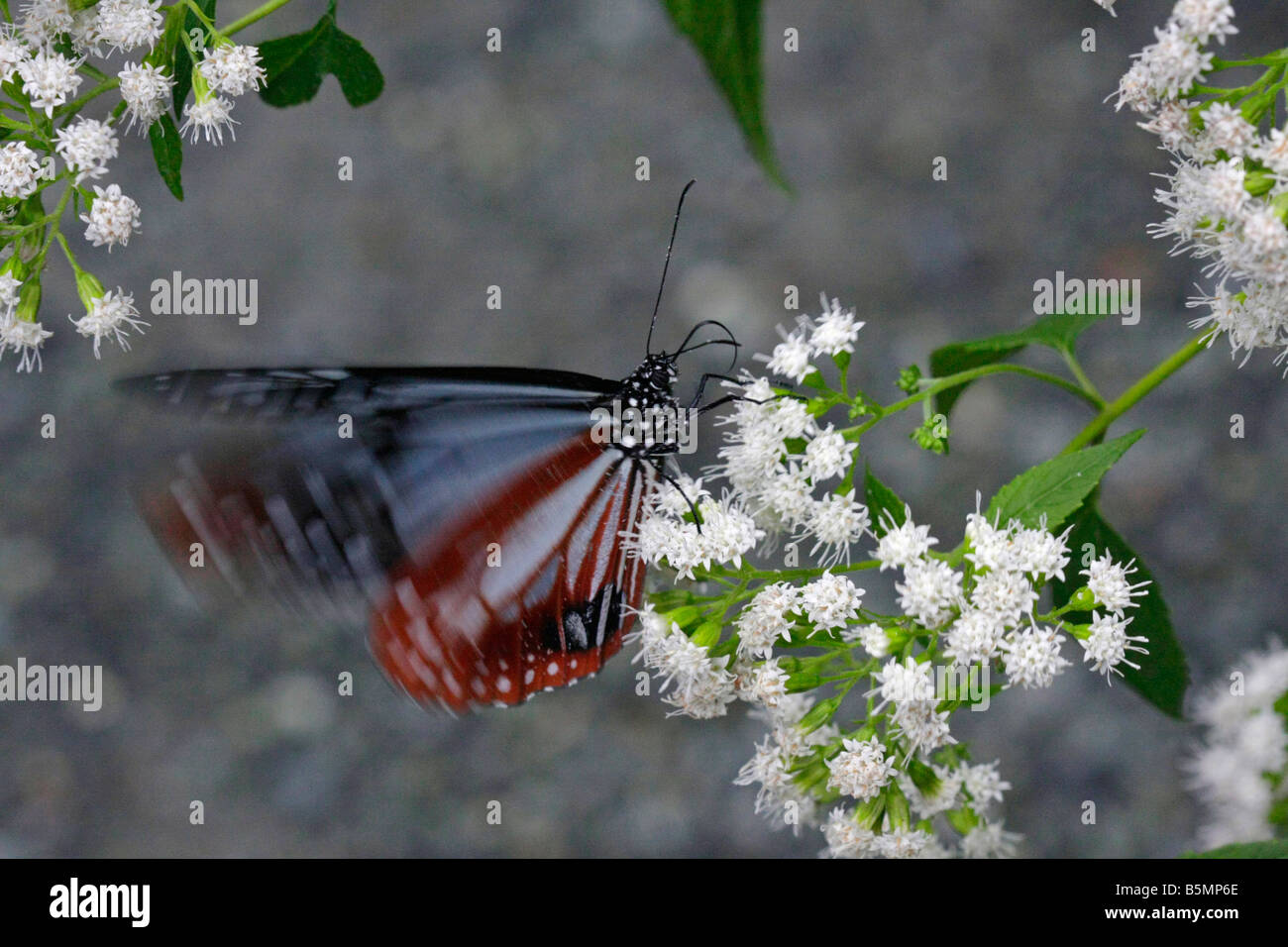 Chestnut tiger butterfly hi-res stock photography and images - Alamy