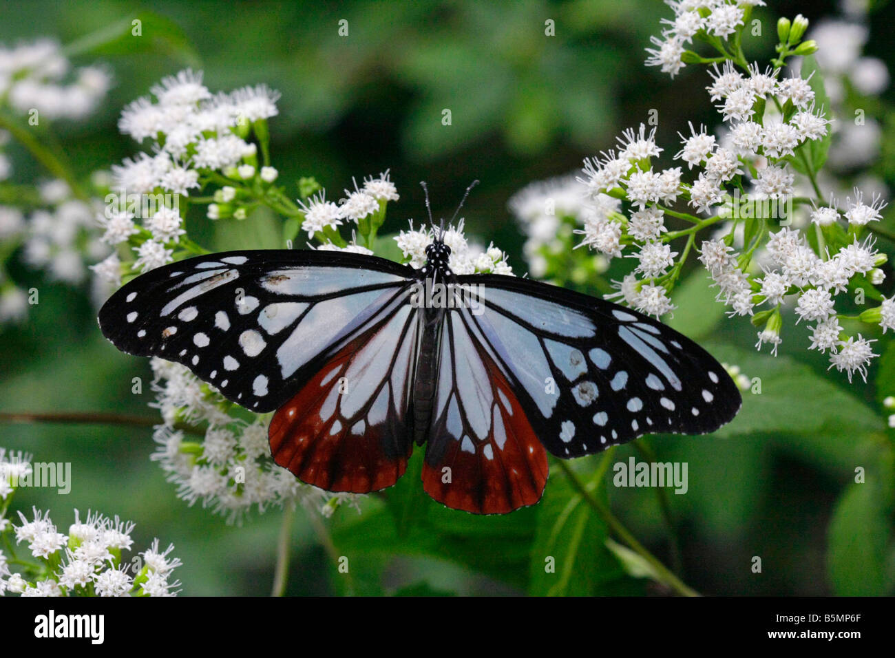 The Chestnut Tiger Butterfly Stock Photo - Alamy