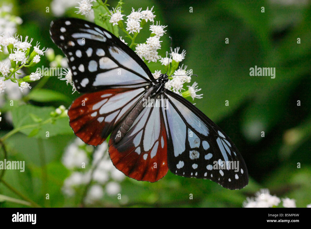 The Chestnut Tiger Butterfly Stock Photo - Alamy