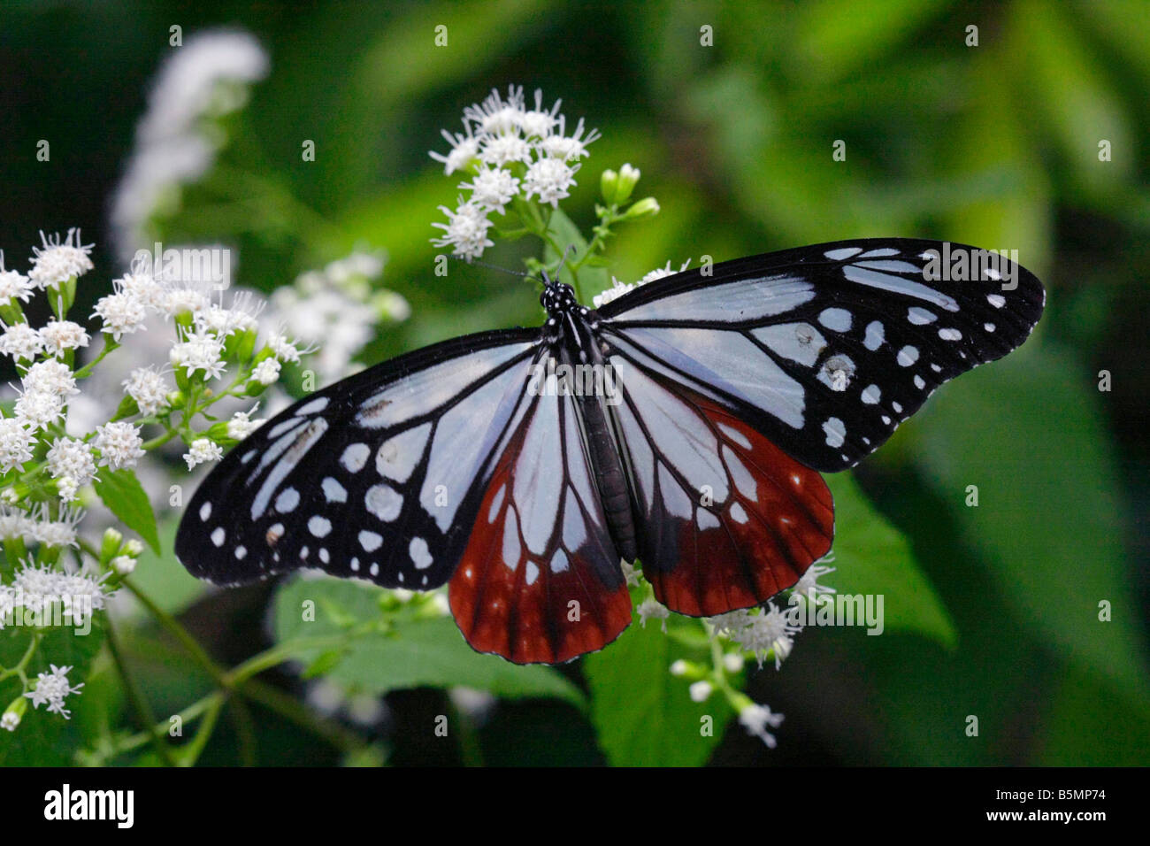 The Chestnut Tiger Butterfly Stock Photo - Alamy