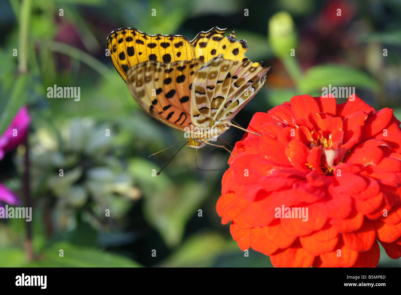 Insects of japan hi-res stock photography and images - Alamy