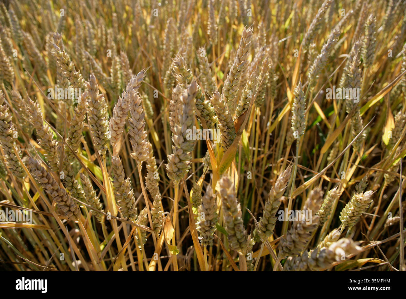 Golden field of corn High Resolution Stock Photography and Images - Alamy