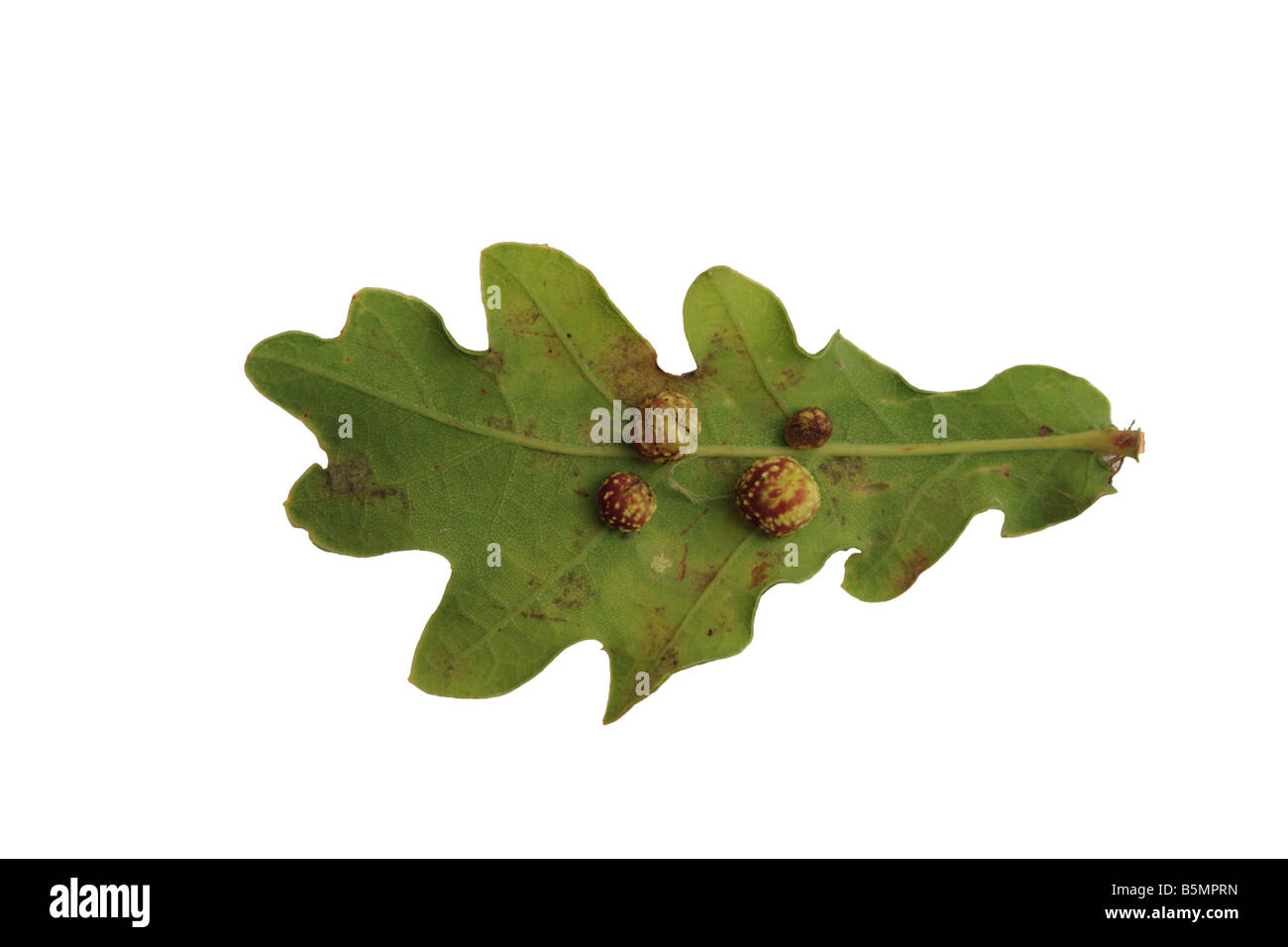 Galls at oak Cut Out Stock Images & Pictures - Alamy