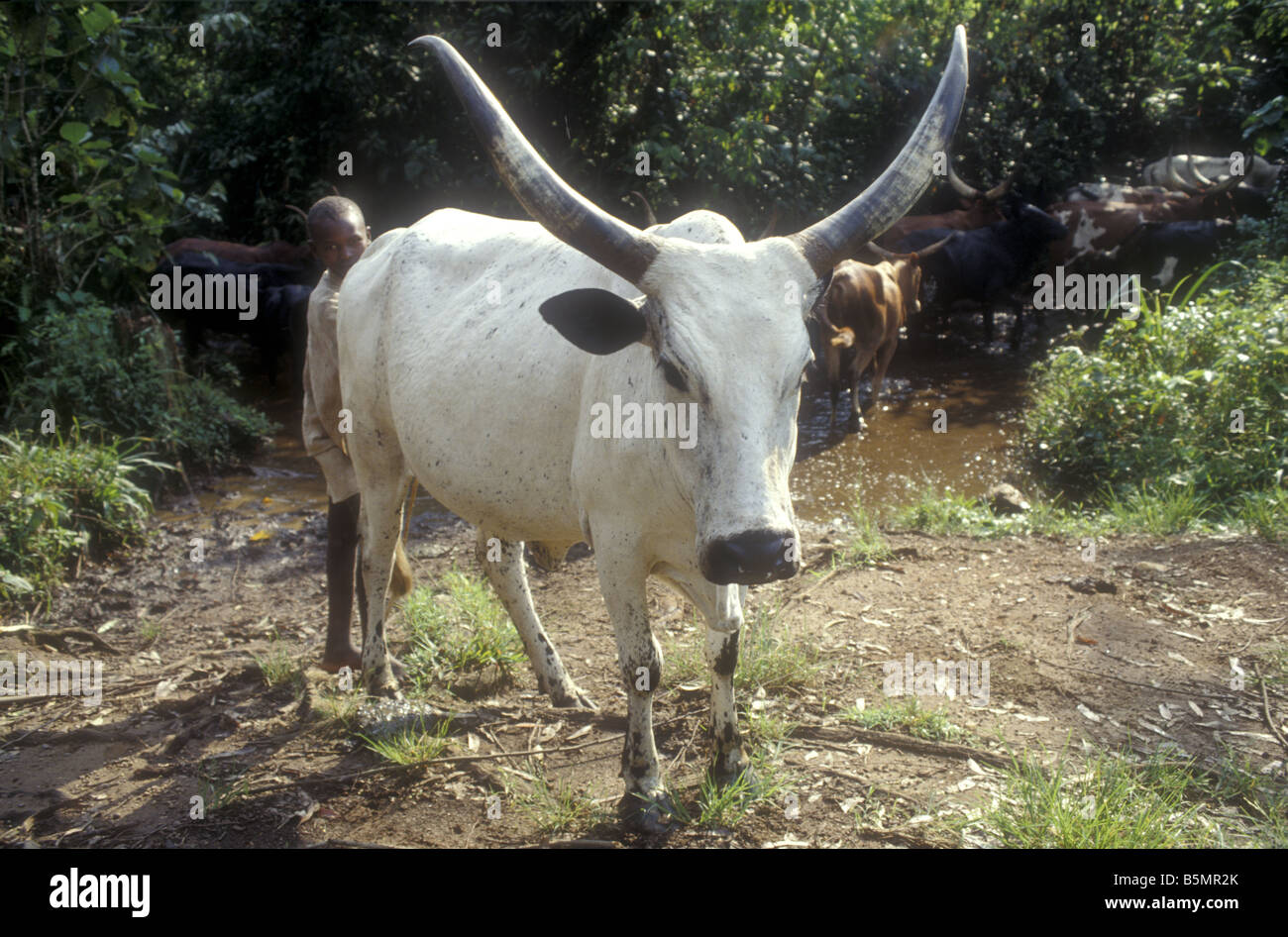 Young cattle herder with one of his Ankole cows with spectacular horns ...