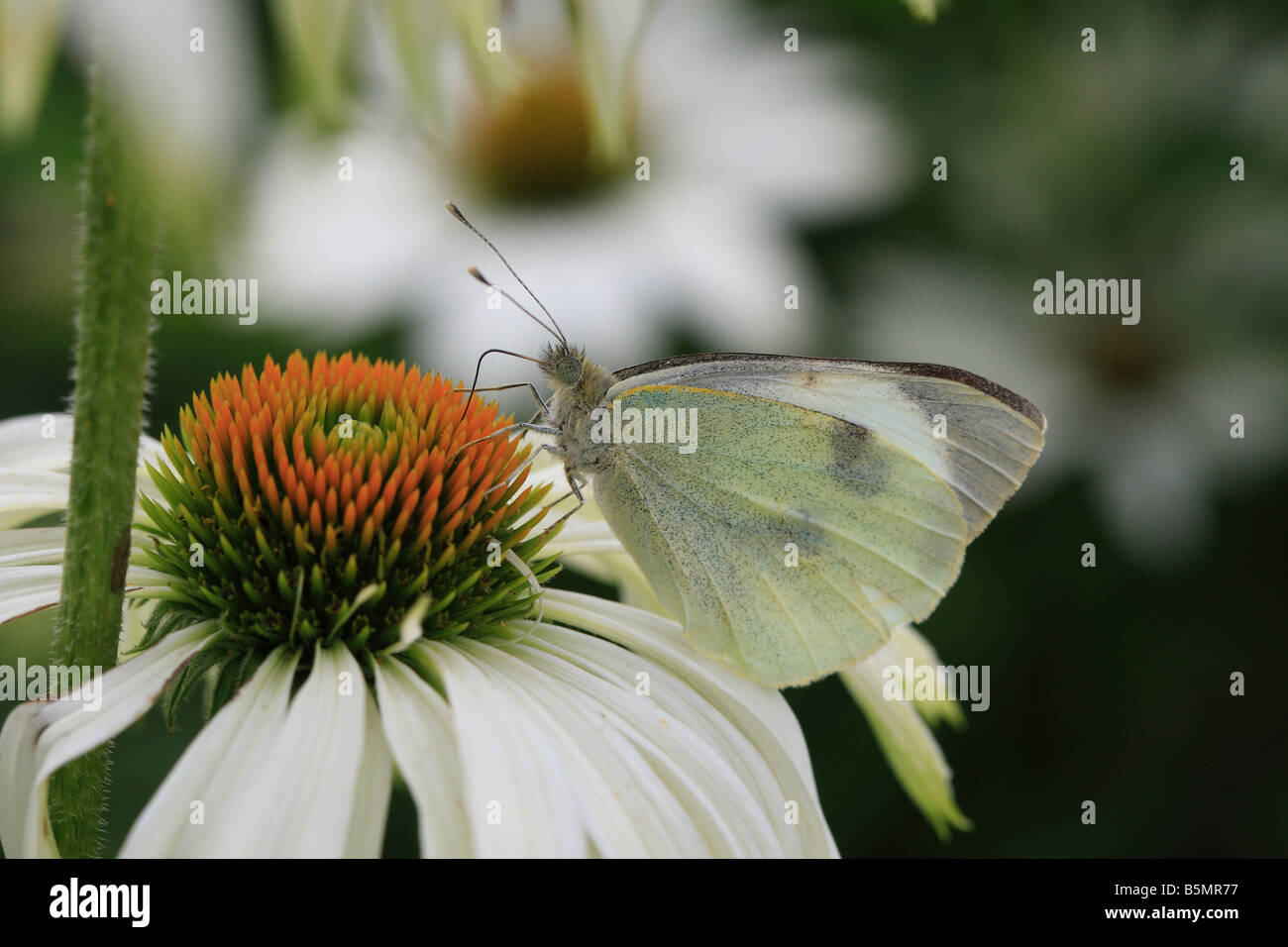 LARGE WHITE Pieris brassicae TAKING NECTAR FROM ECHINACEAE Stock Photo ...