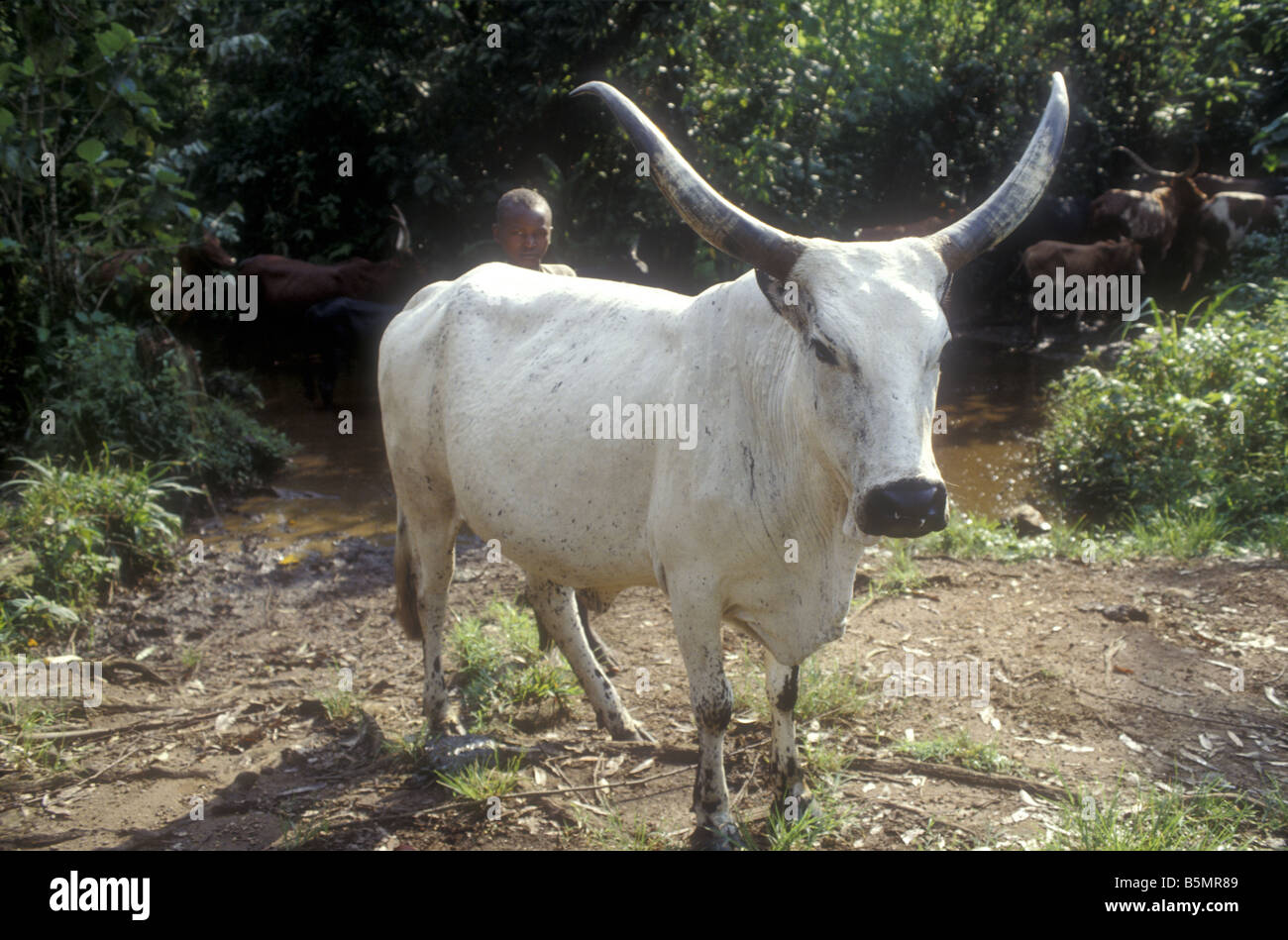 Young cattle herder with one of his Ankole cows with spectacular horns ...